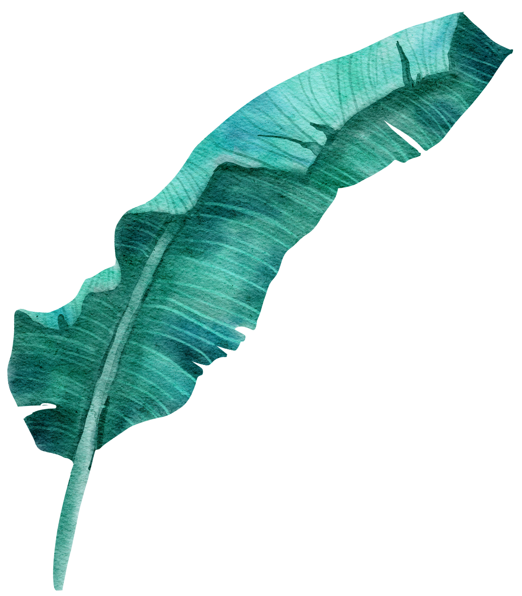 Free Hand Drawn Watercolor Tropical Plant. Flora Botanical Leaf ... Free Hand Drawn Watercolor Tropical Plant. Flora Botanical Leaf ...