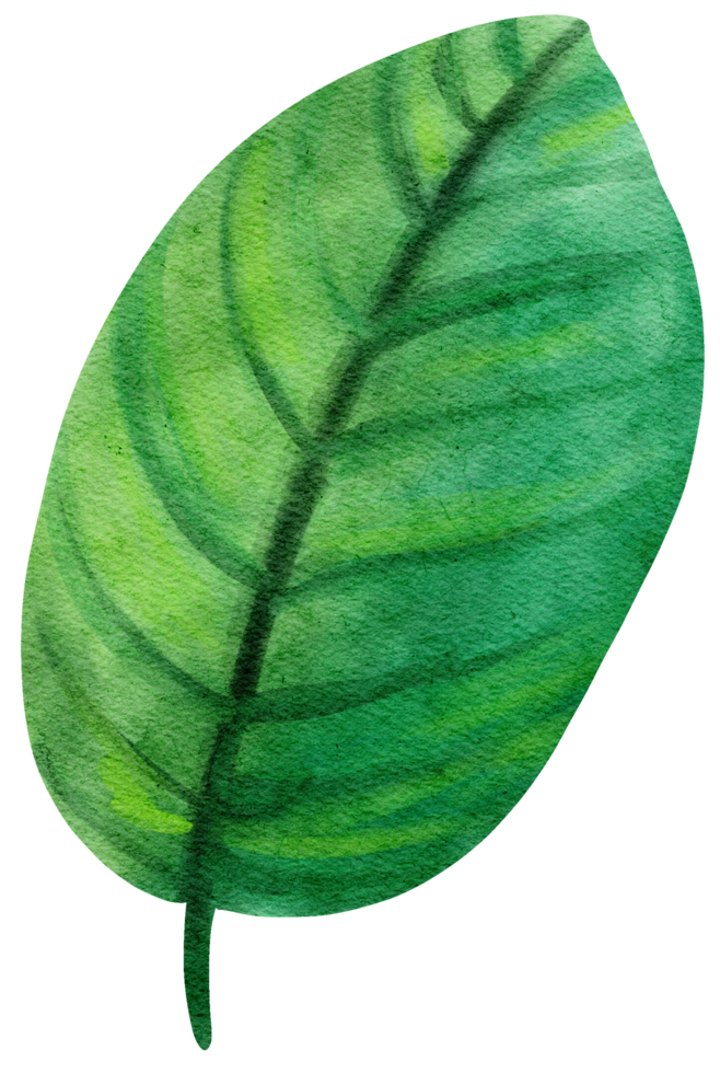 Free Hand Drawn Watercolor Tropical Plant. Flora Botanical Leaf ... Free Hand Drawn Watercolor Tropical Plant. Flora Botanical Leaf ...