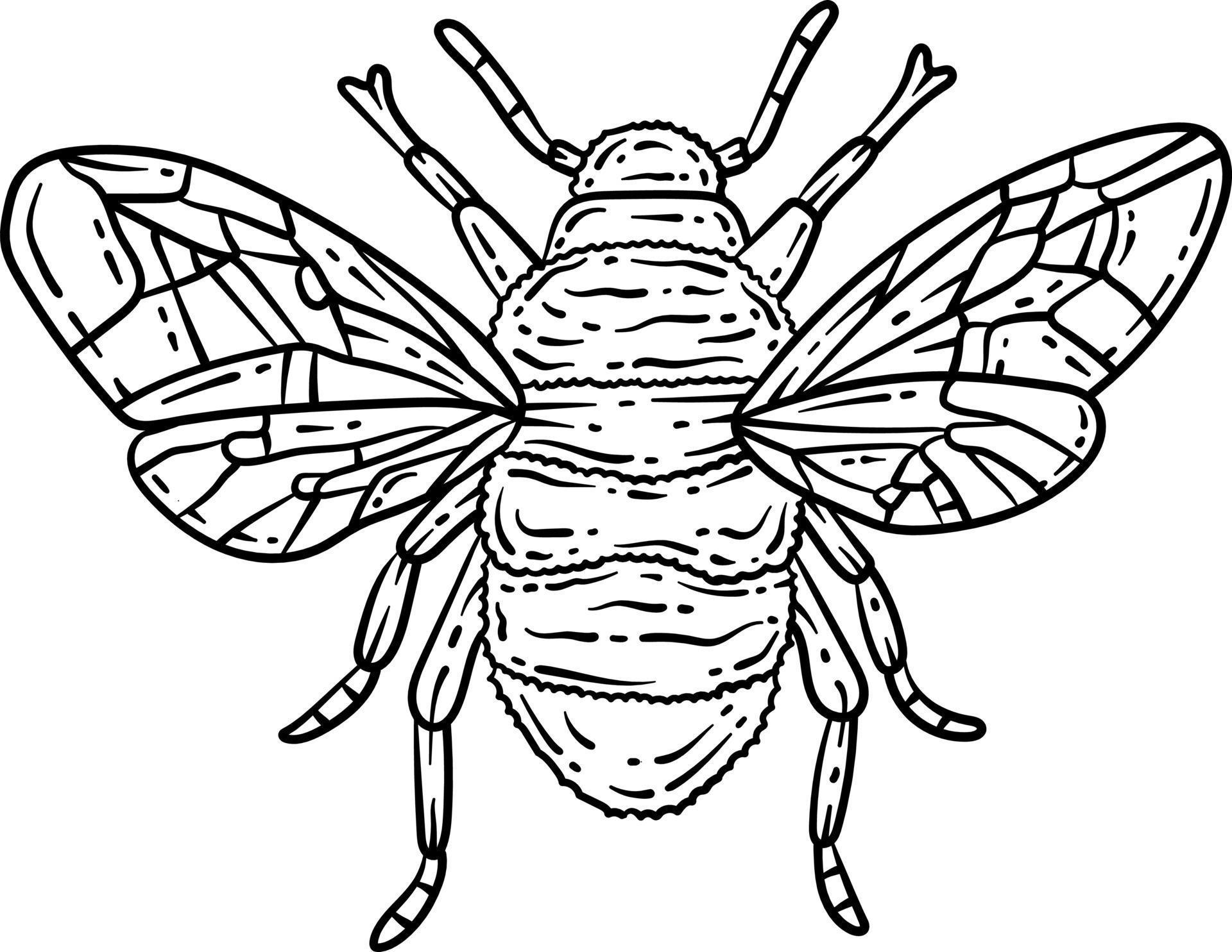 Bee Spring Coloring Page for Adults 17197860 Vector Art at Vecteezy