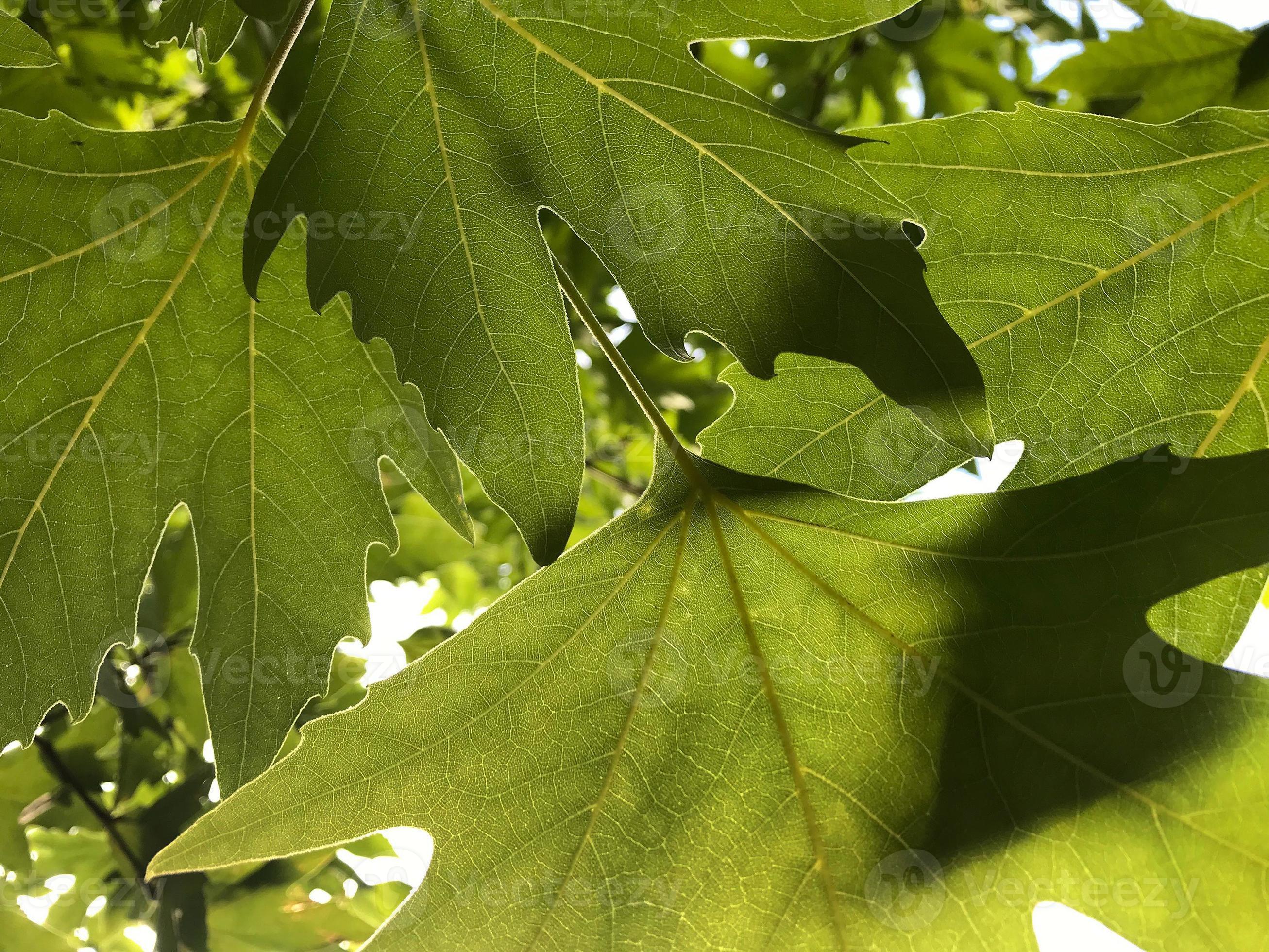 Detail Of Plant Leaves 17203967 Stock Photo At Vecteezy detail-of-plant-leaves-17203967-stock-photo-at-vecteezy