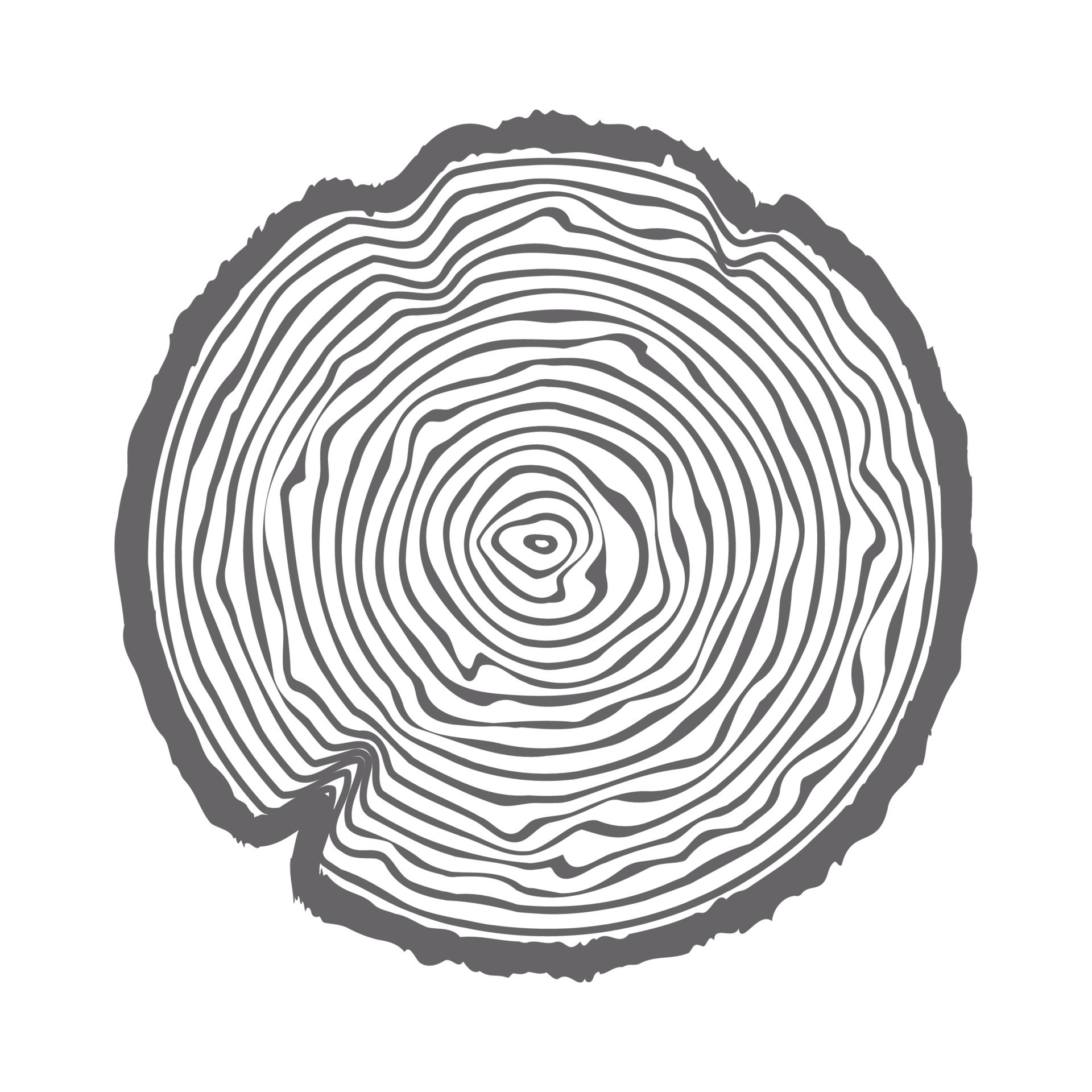 Tree Ring Drawing