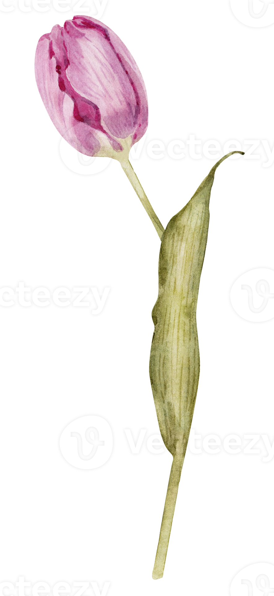Free Tulip pink spring flower, watercolor illustration. 17216898 PNG ...
