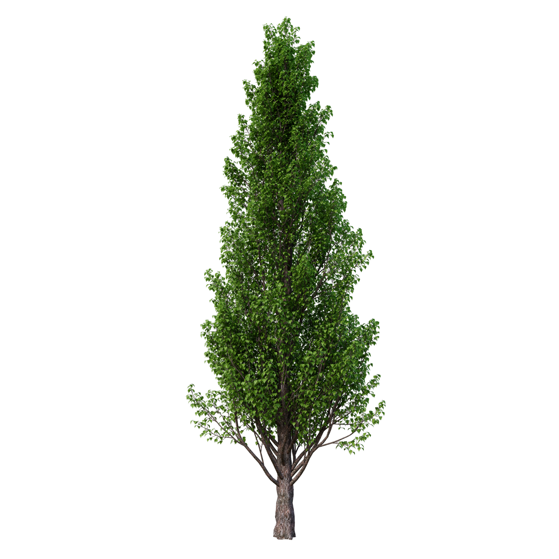 Isolated Tree High Res 17219855 PNG
