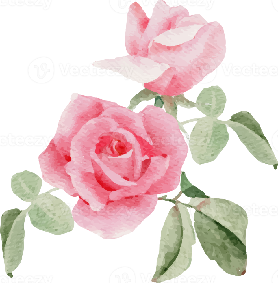 Watercolor Pink Rose Flower Bouquet For Valentines Day 17229383 Png