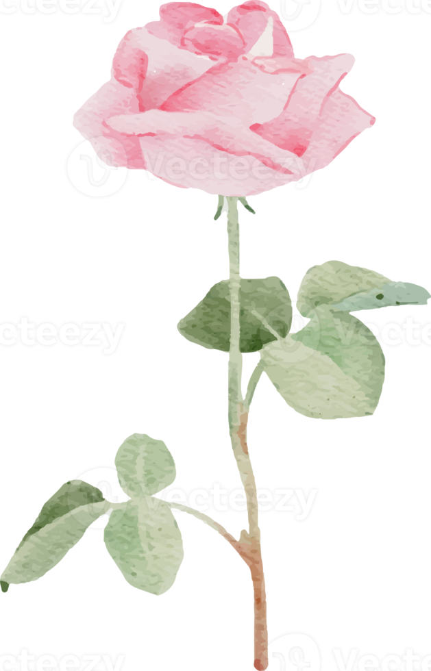 Watercolor Pink Rose Flower Bouquet For Valentines Day 17229409 Png