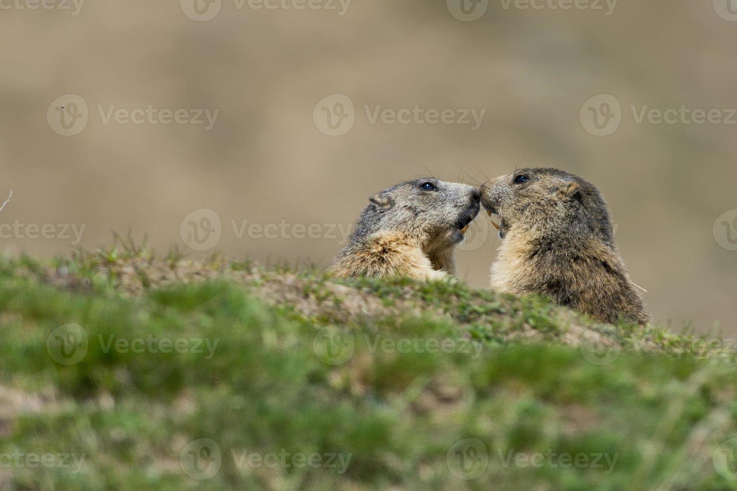 Two Marmot while fighting 17235234 Stock Photo at Vecteezy