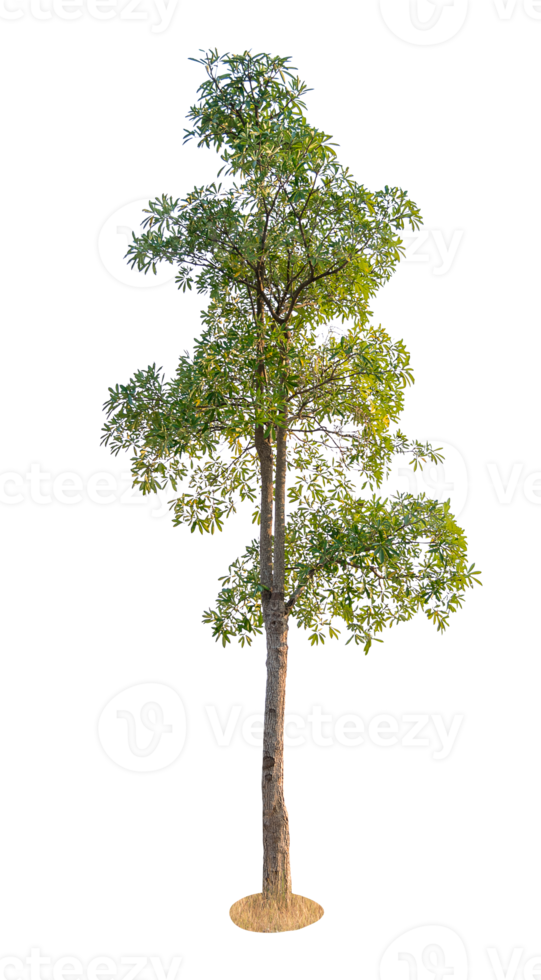 Tall Tree isolated 17259094 PNG Tall Tree isolated 17259094 PNG
