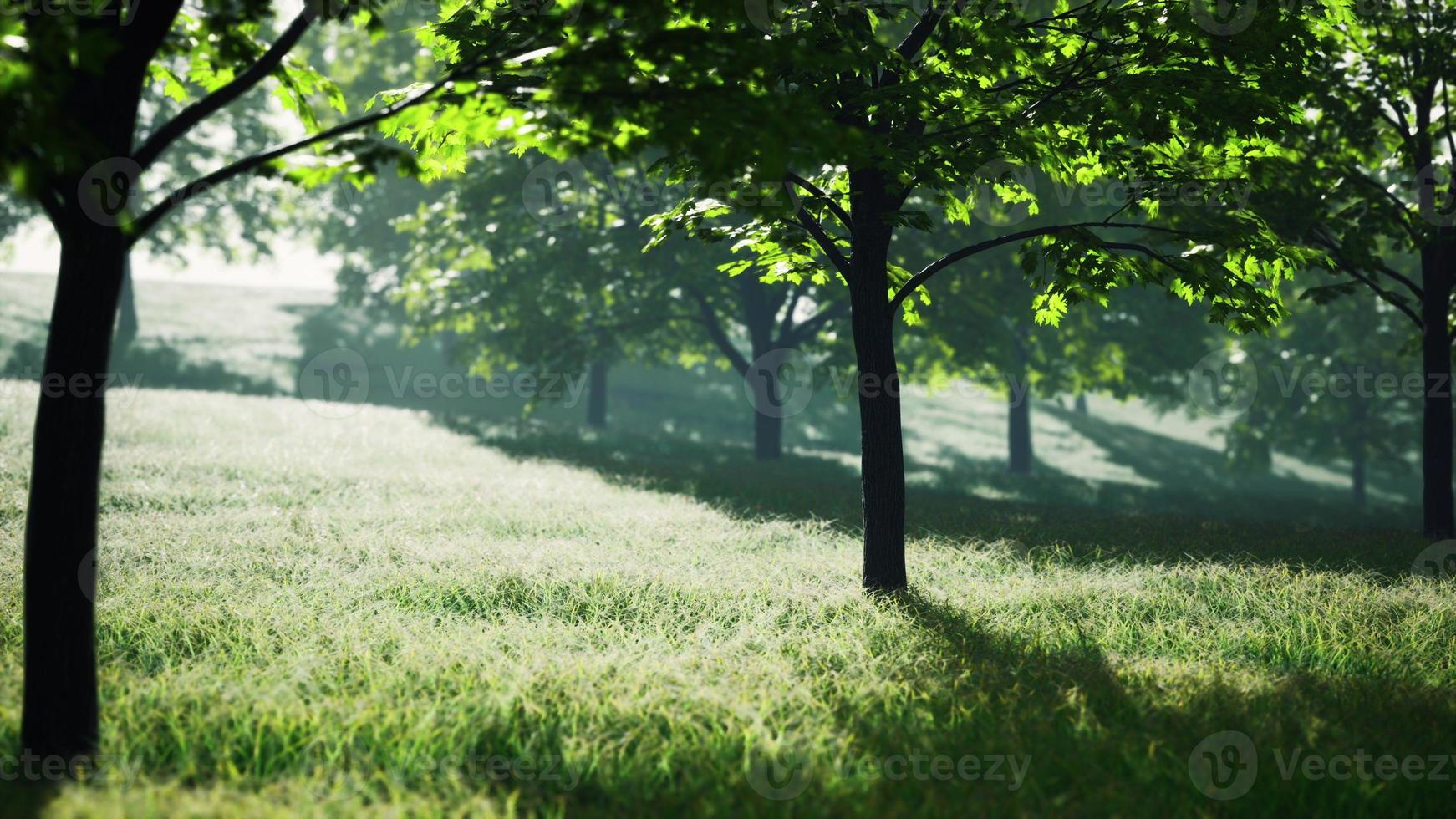 árboles verdes en el parque y la luz del sol 17277631 Foto de stock en ...
