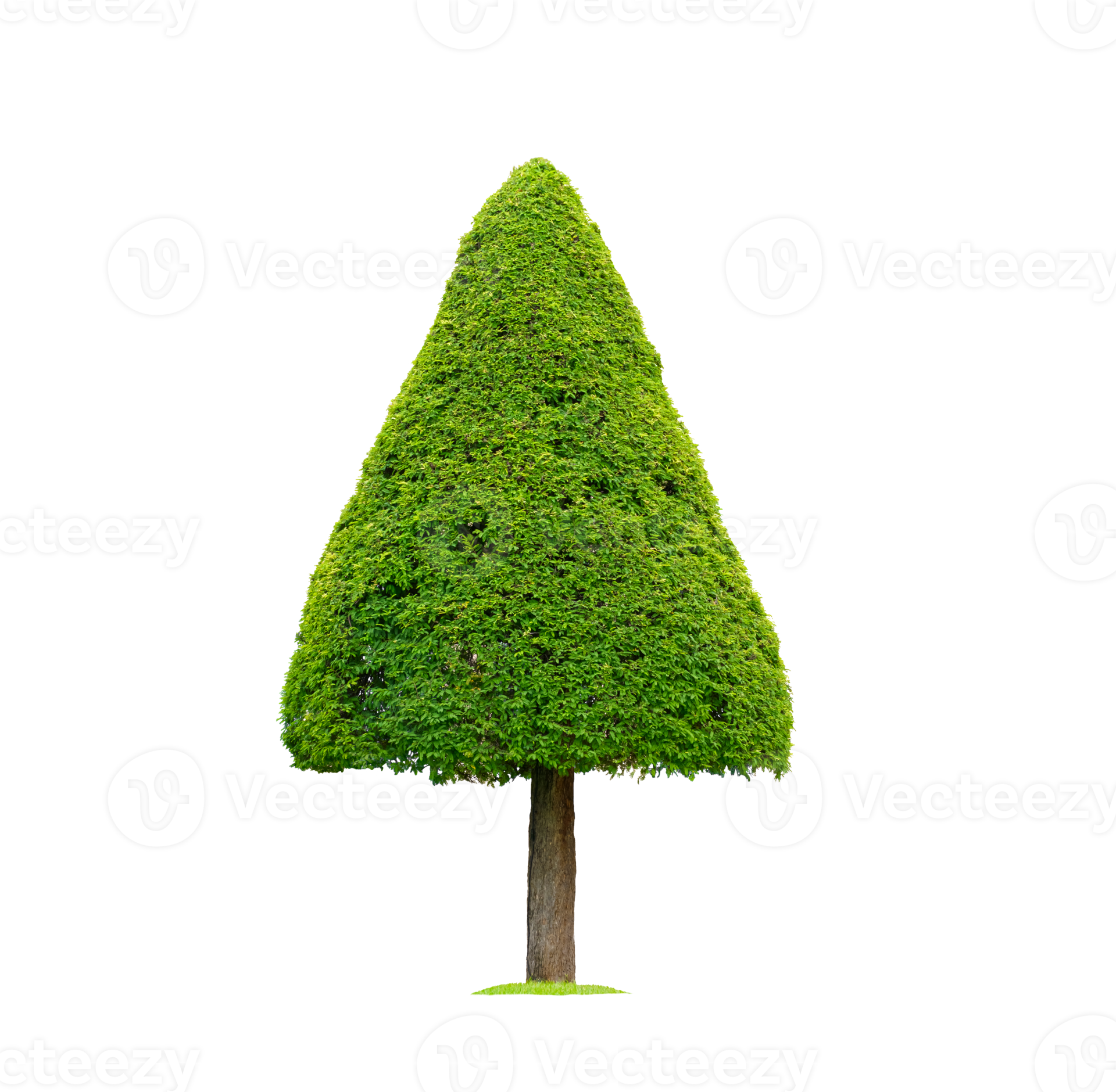 Big cone shaped topiary tree on transparent background 17296576 PNG
