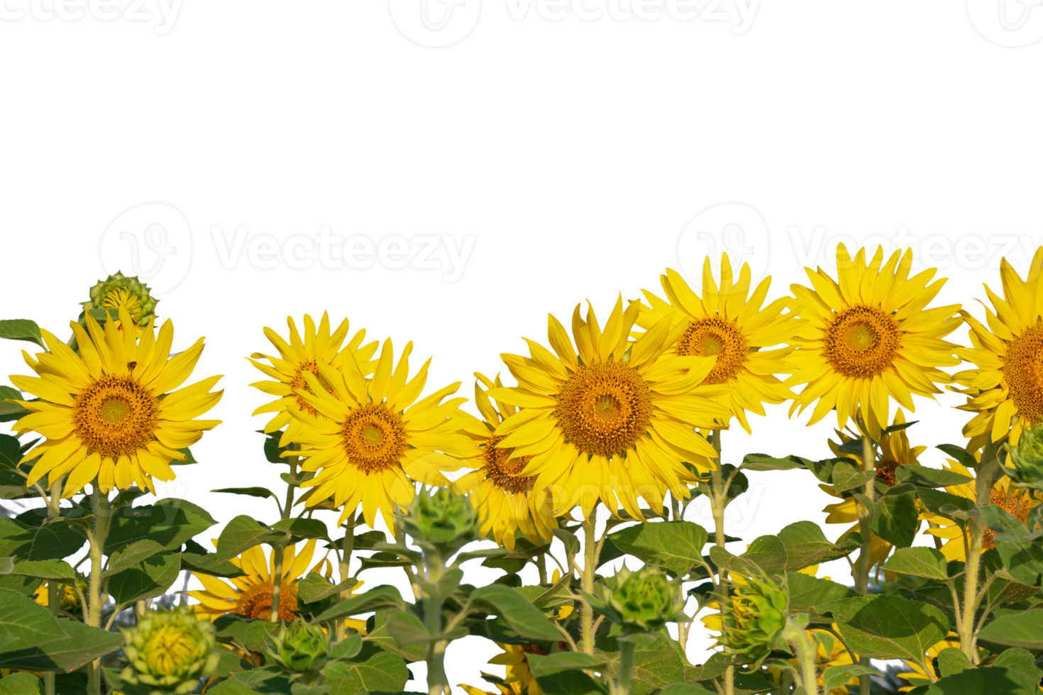 Sunflower transparent background store