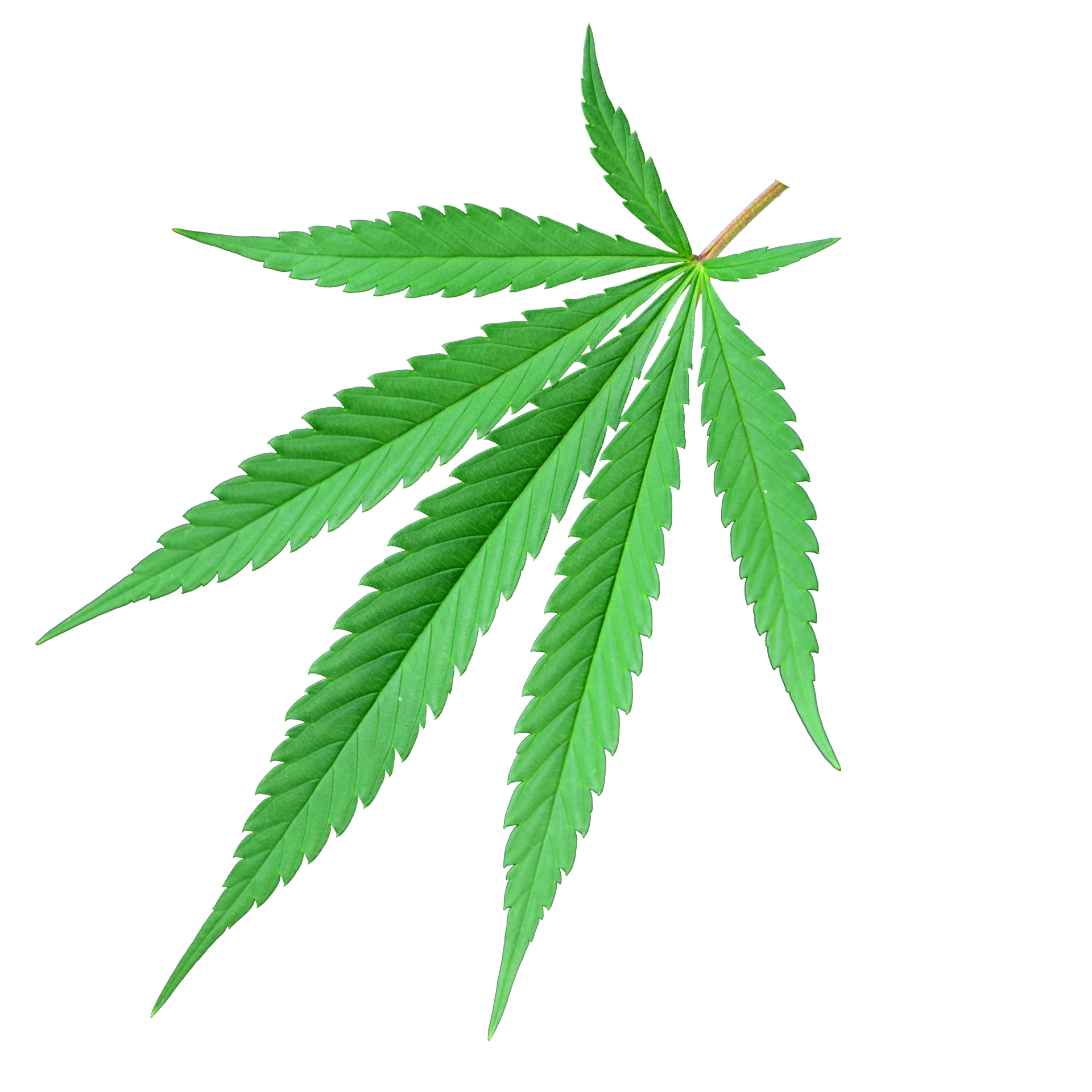 Pot Leaf Png