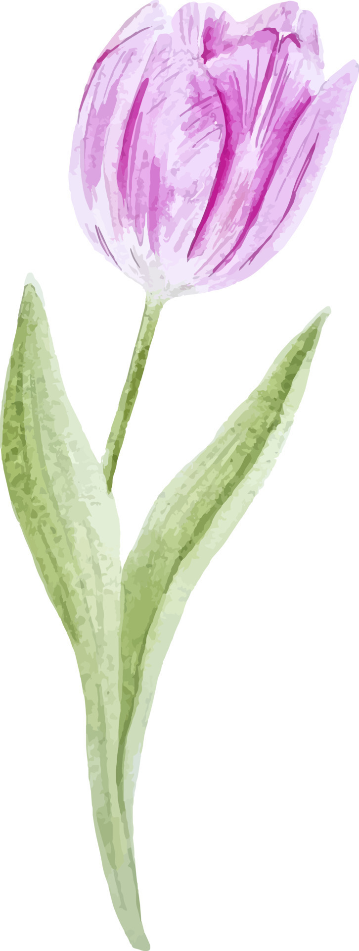 Watercolor pink tulip flower hand drawn clipart 17319882 Vector Art at ...