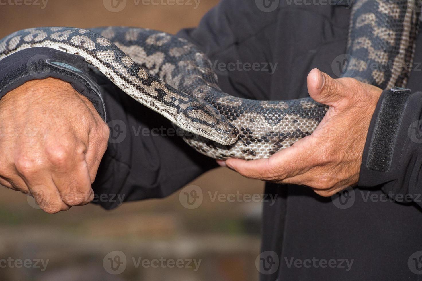 Python snake portrait hanging from man 17366262 Stock Photo at Vecteezy