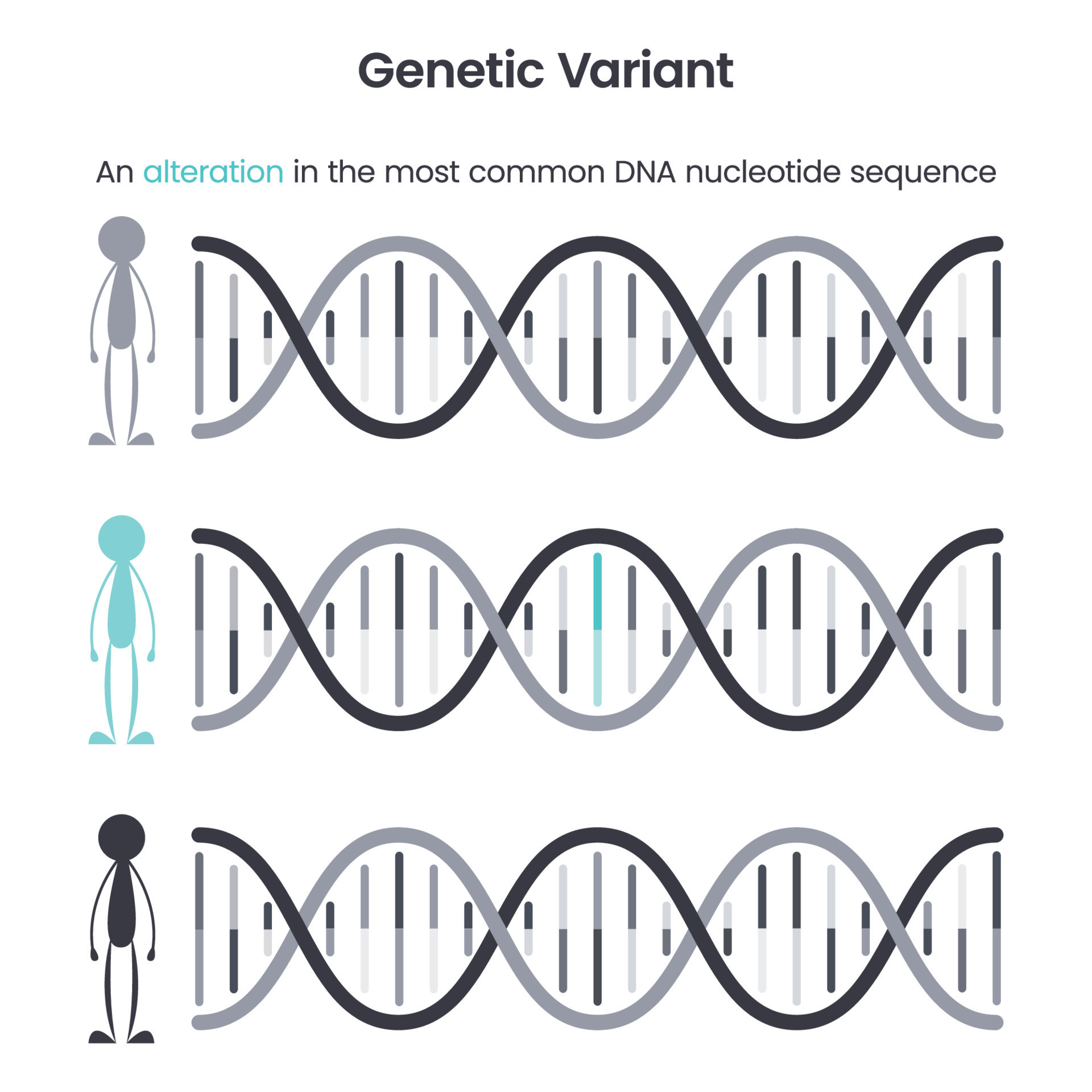 Dna Nucleotide Sequence Dna Nucleotide Sequence