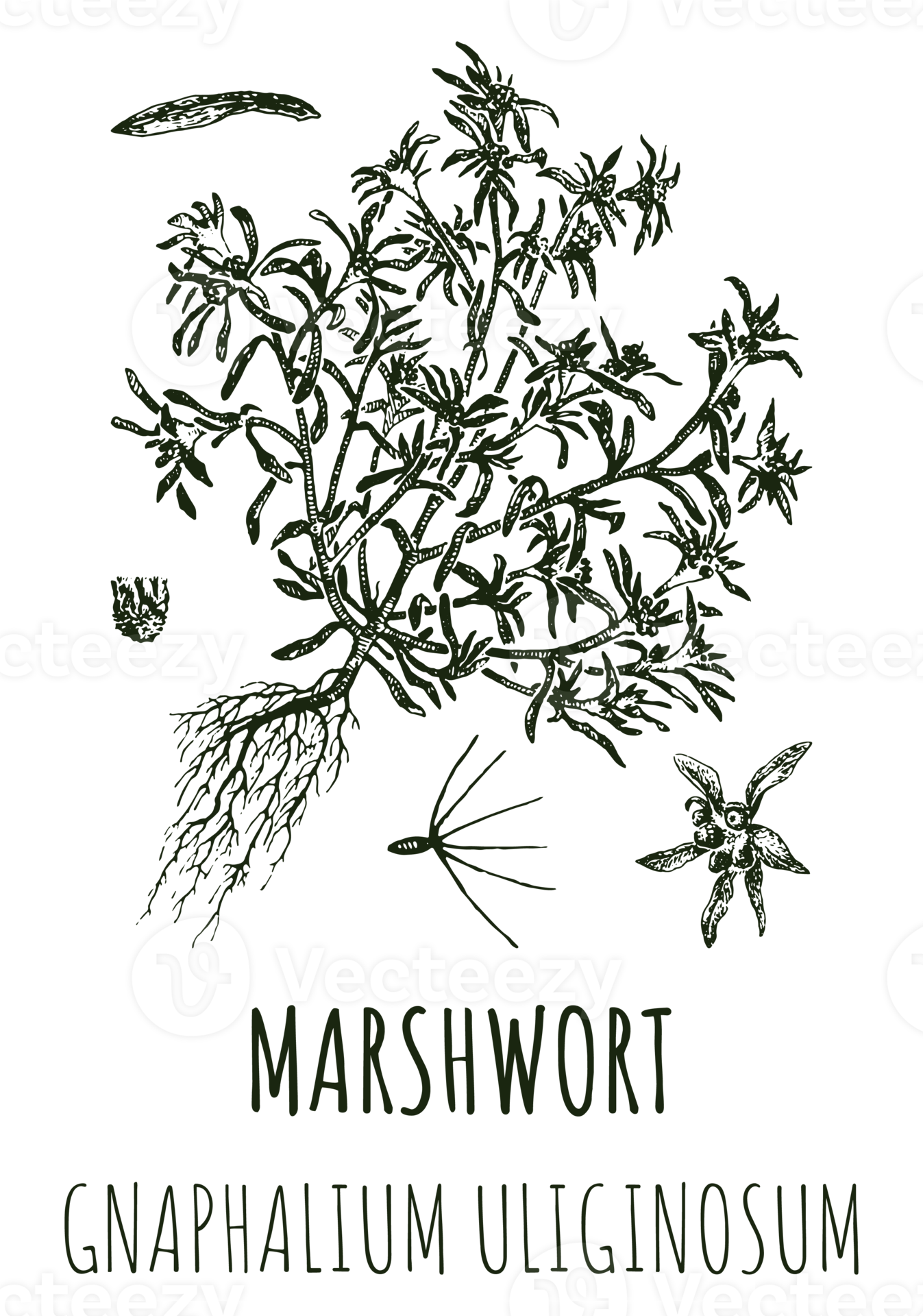 Free Drawings Of MARSHWORT Hand Drawn Illustration Latin Name free-drawings-of-marshwort-hand-drawn-illustration-latin-name