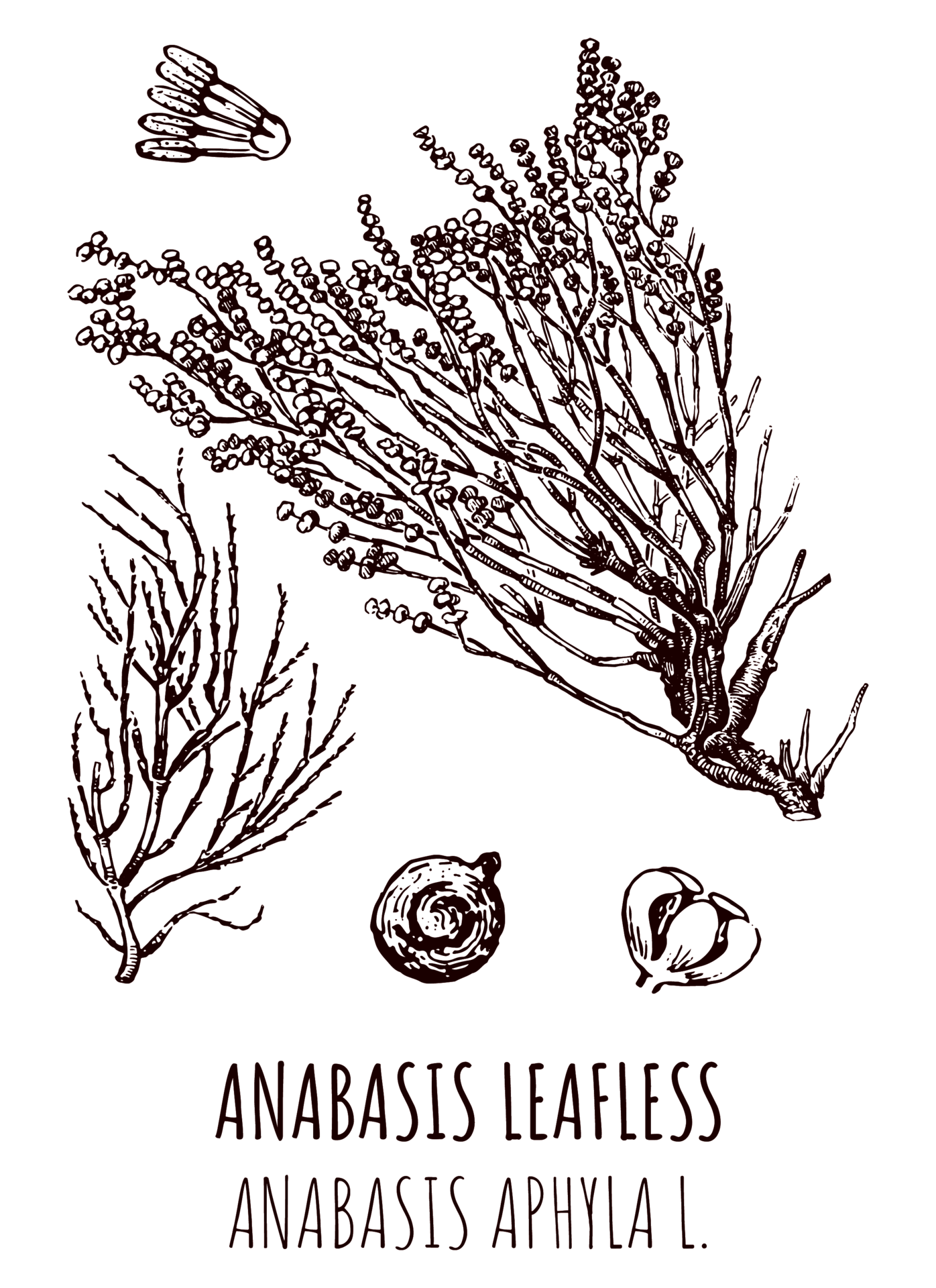 Free Drawings Of ANABASIS LEAFLESS Hand Drawn Illustration Latin Name free-drawings-of-anabasis-leafless-hand-drawn-illustration-latin-name