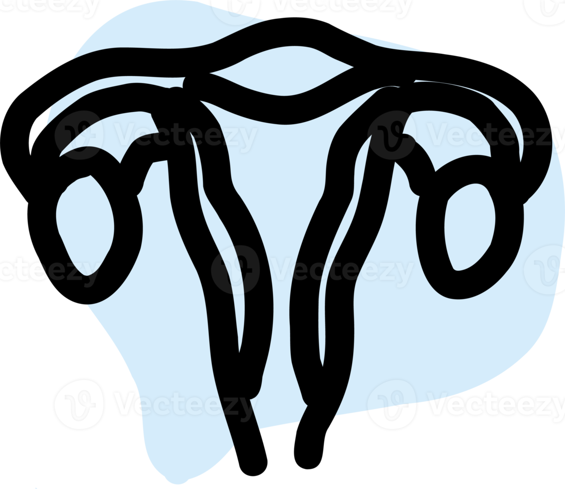 Human Genitourinary System Anatomy 17395844 Png