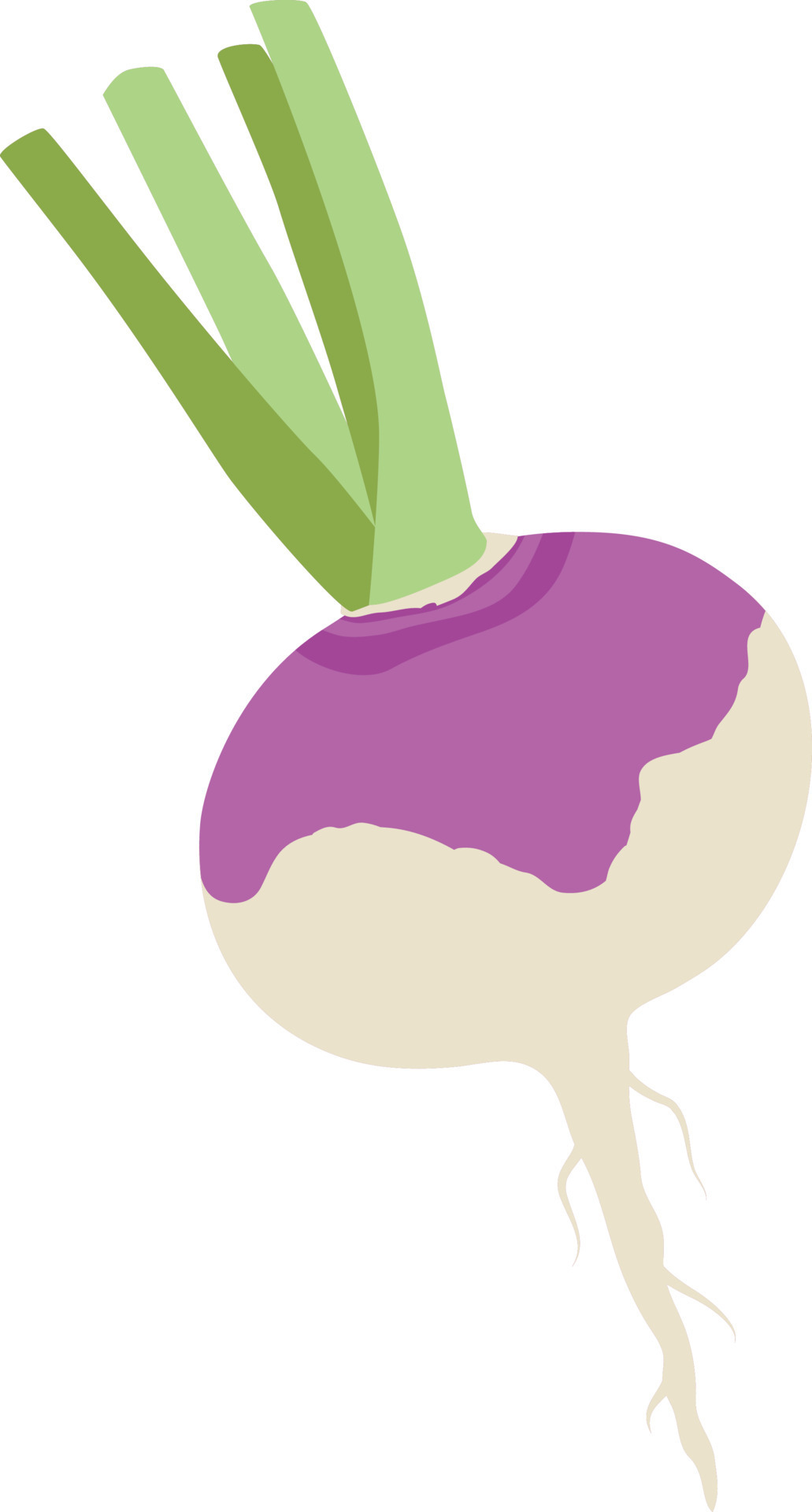 Turnip vector illustration 17401647 Vector Art at Vecteezy Turnip vector illustration 17401647 Vector Art at Vecteezy