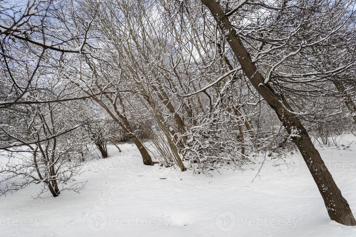 Trees Branches Covered in Snow Background 17404988 Stock Photo at Vecteezy