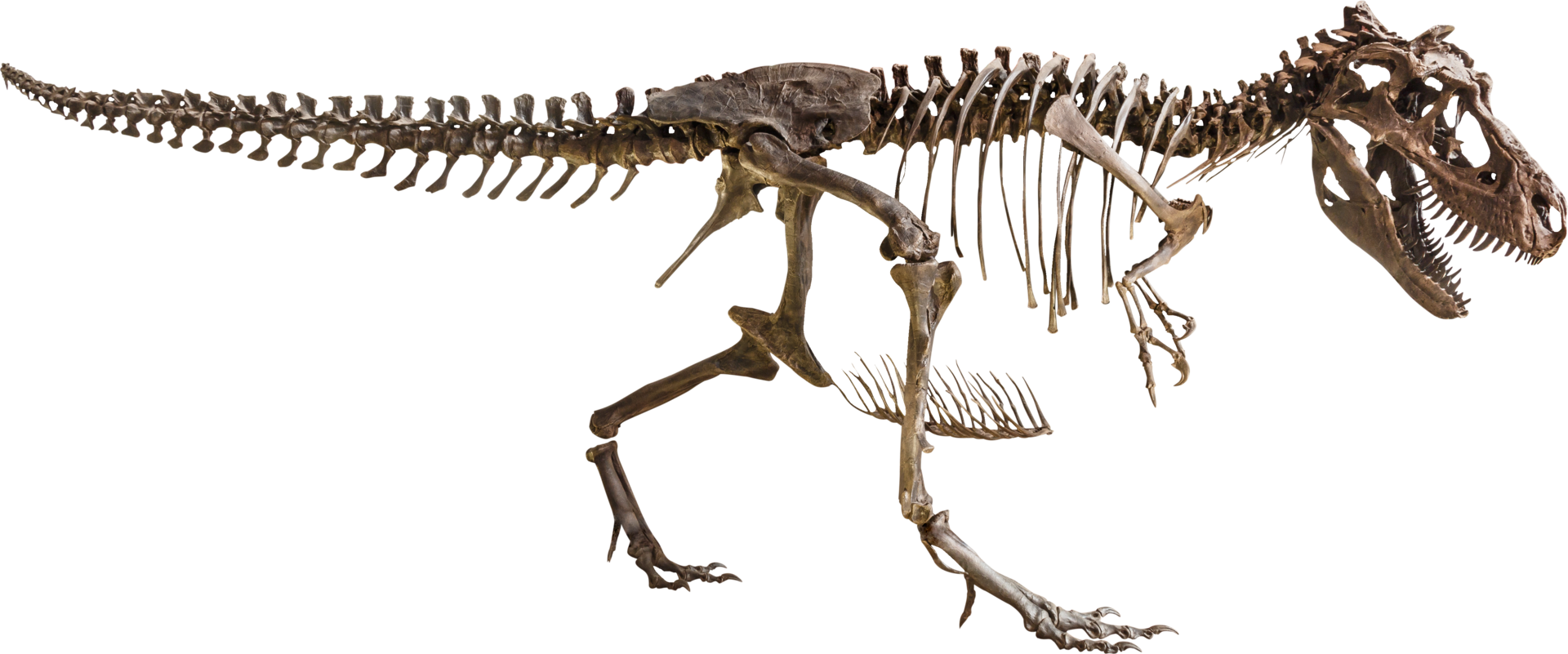 Squelette De Kentrosaure