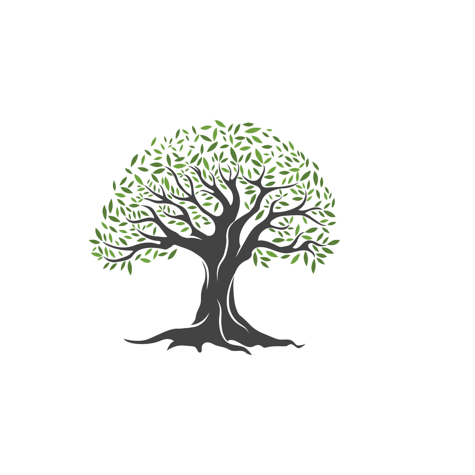 Olive tree vector illustration 17435899 Vector Art at Vecteezy