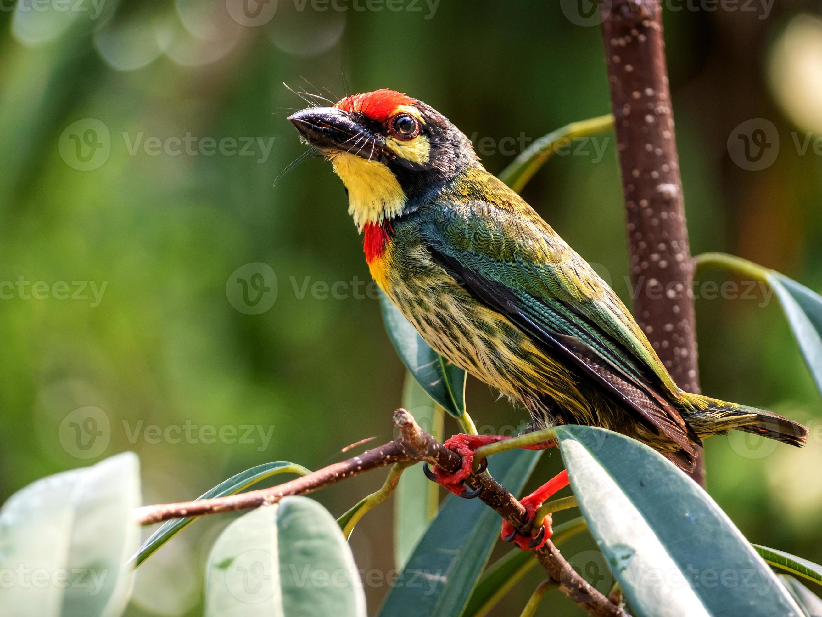 The Coppersmith barbet bird in the garden 17455672 Stock Photo at Vecteezy