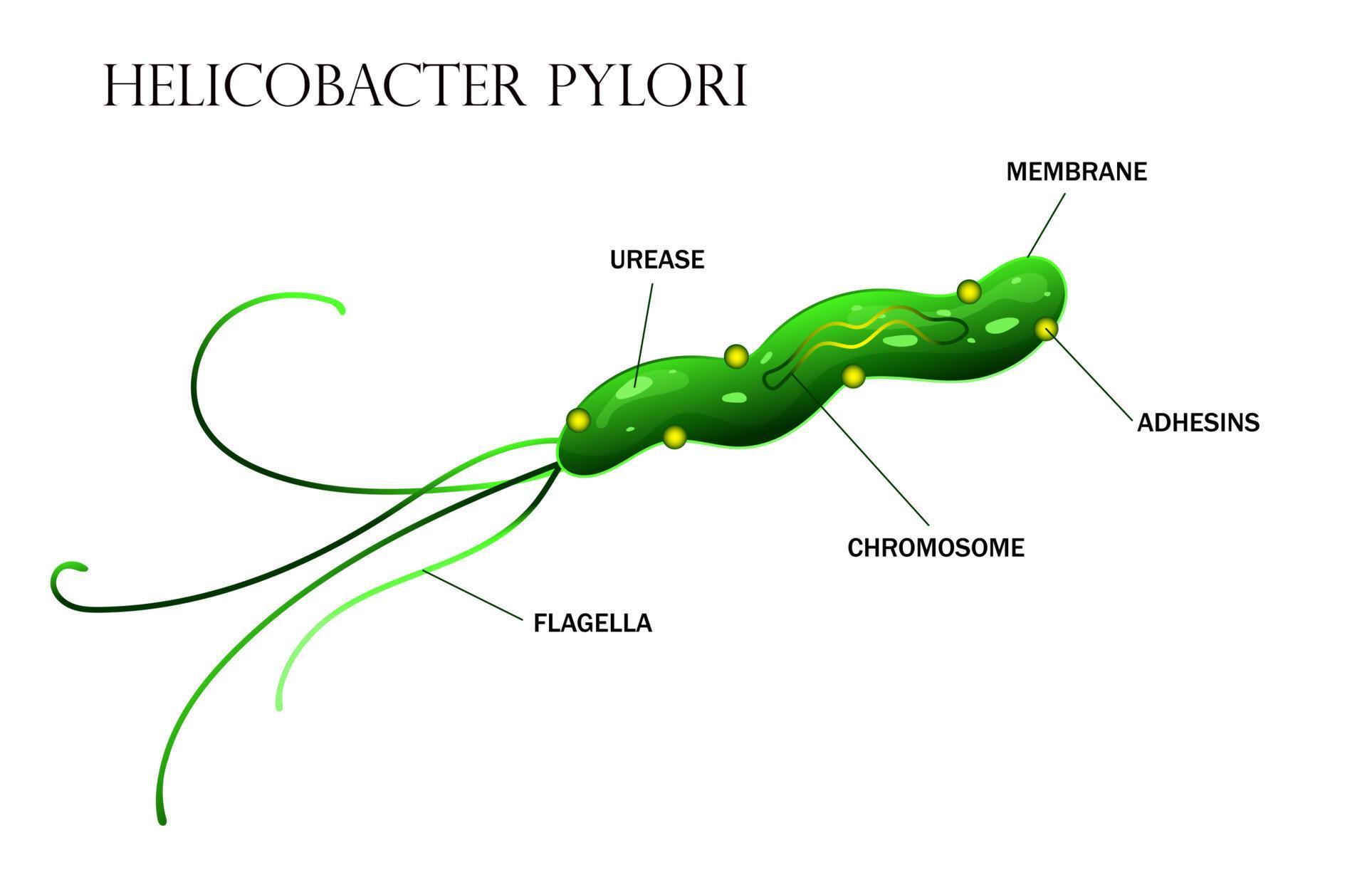 Helicobacter pylori cell anatomy illustration 17458699 Vector Art at ... Helicobacter pylori cell anatomy illustration 17458699 Vector Art at ...