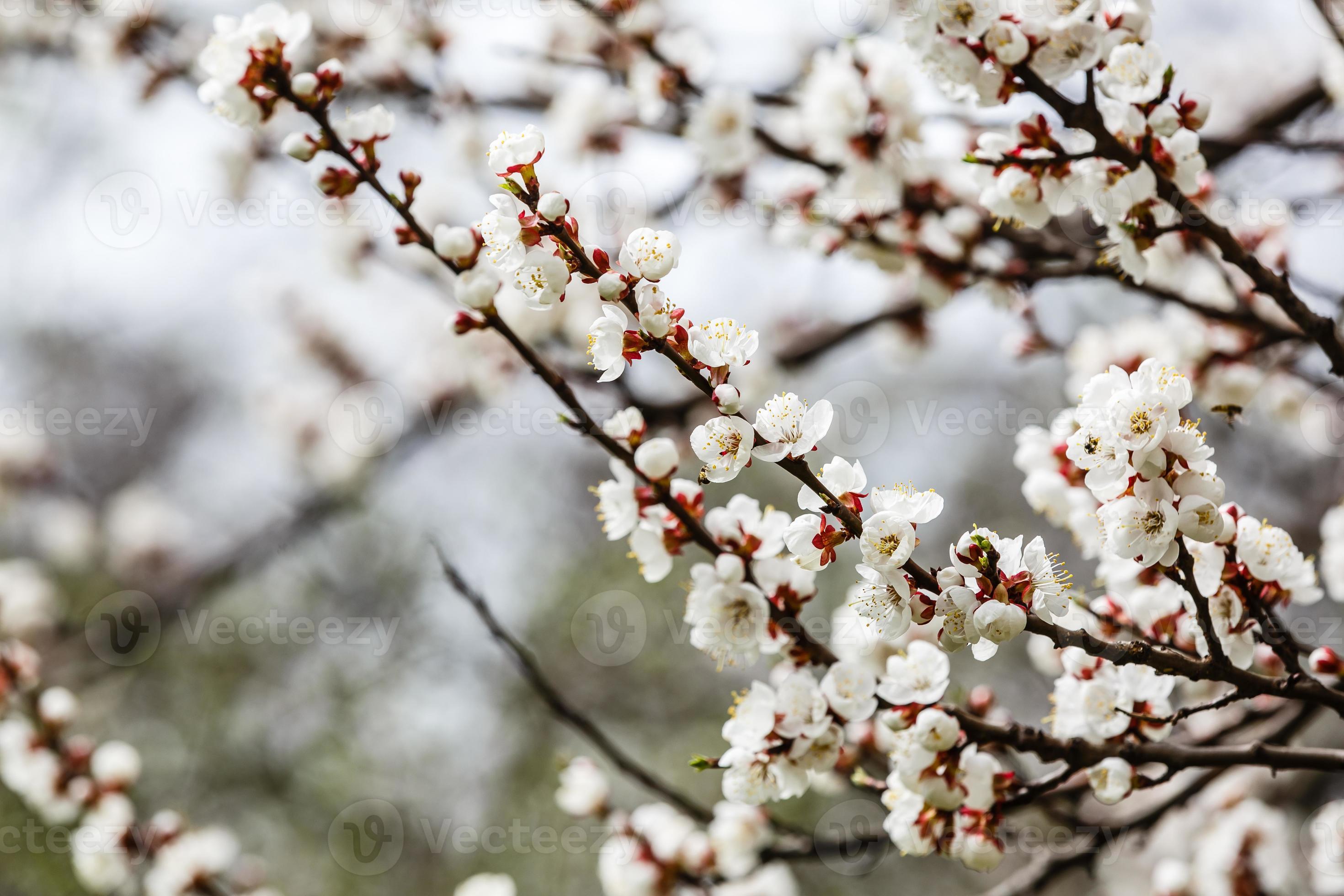 Beautiful white branches of a blooming apricots in the spring in the ...