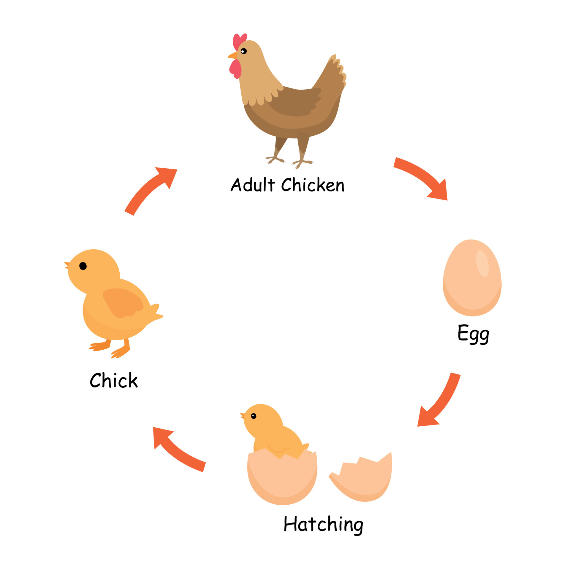 Life cycle of chicken from egg, hatching, chick to adult chicken ...