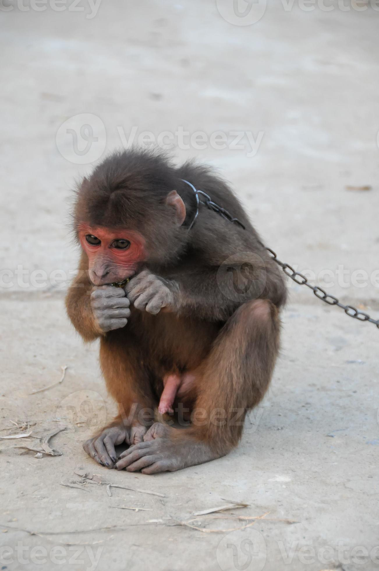 Chained little monkey 17479261 Stock Photo at Vecteezy Chained little monkey 17479261 Stock Photo at Vecteezy