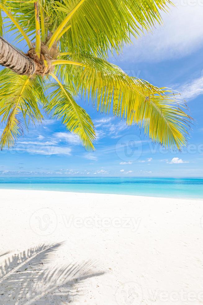 Palm leaves and tropical beach coast. White sand blue sky green leaves ...