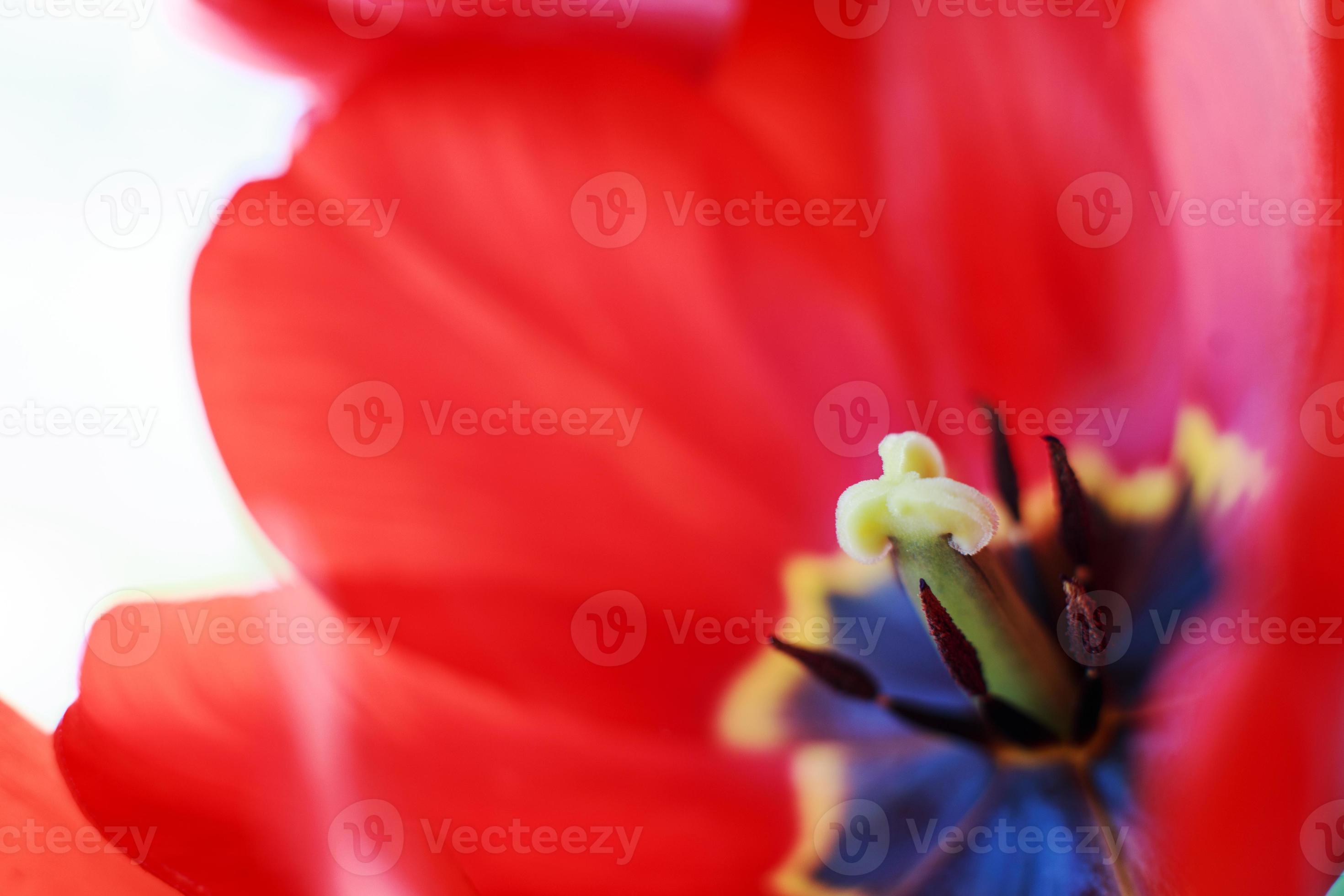 red open tulip. Flower pattern background. tulip pistil macro 17534926 Stock Photo at Vecteezy