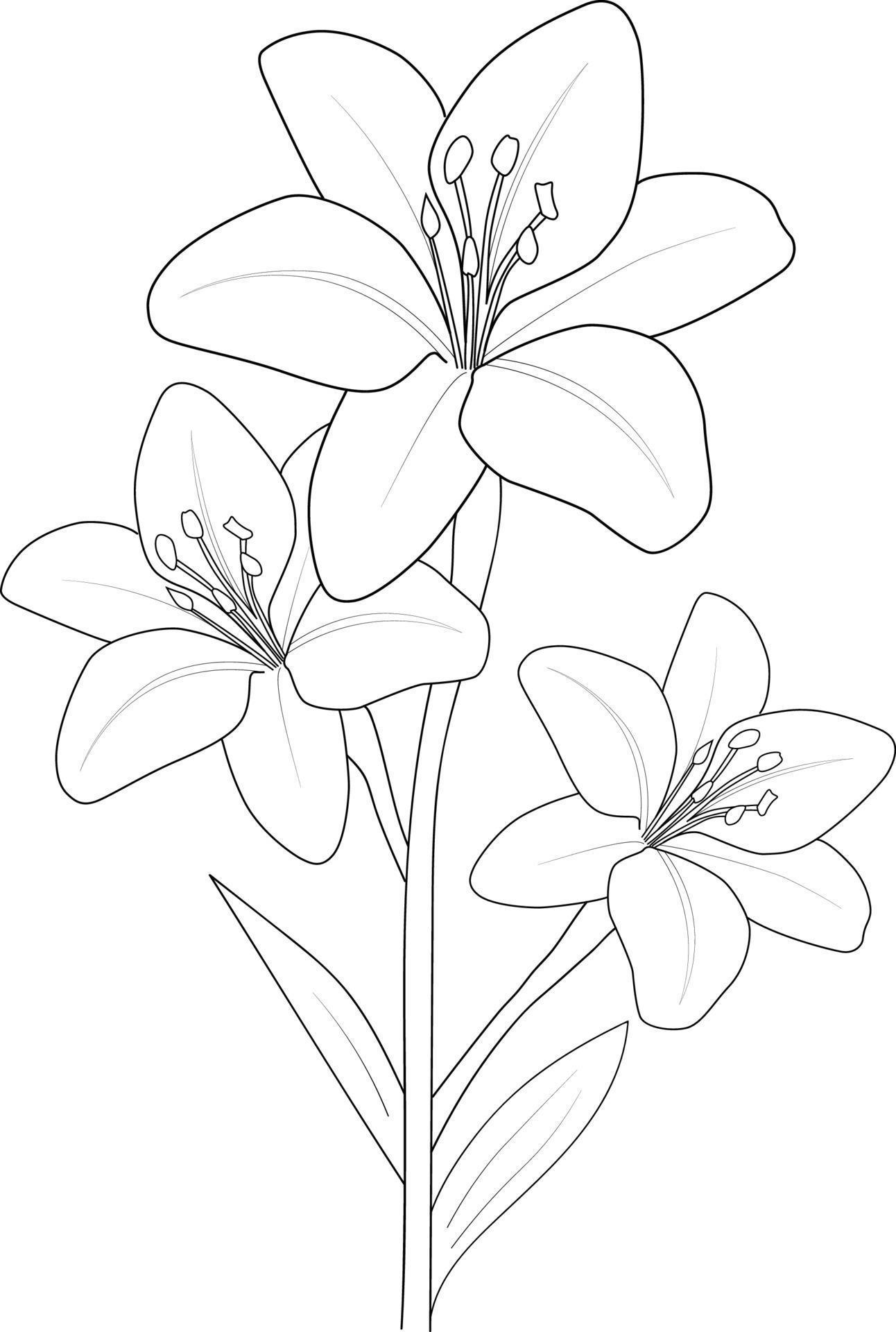 dibujo de flores de lirio, boceto vectorial dibujado a mano ilustración artística, simplicidad ...