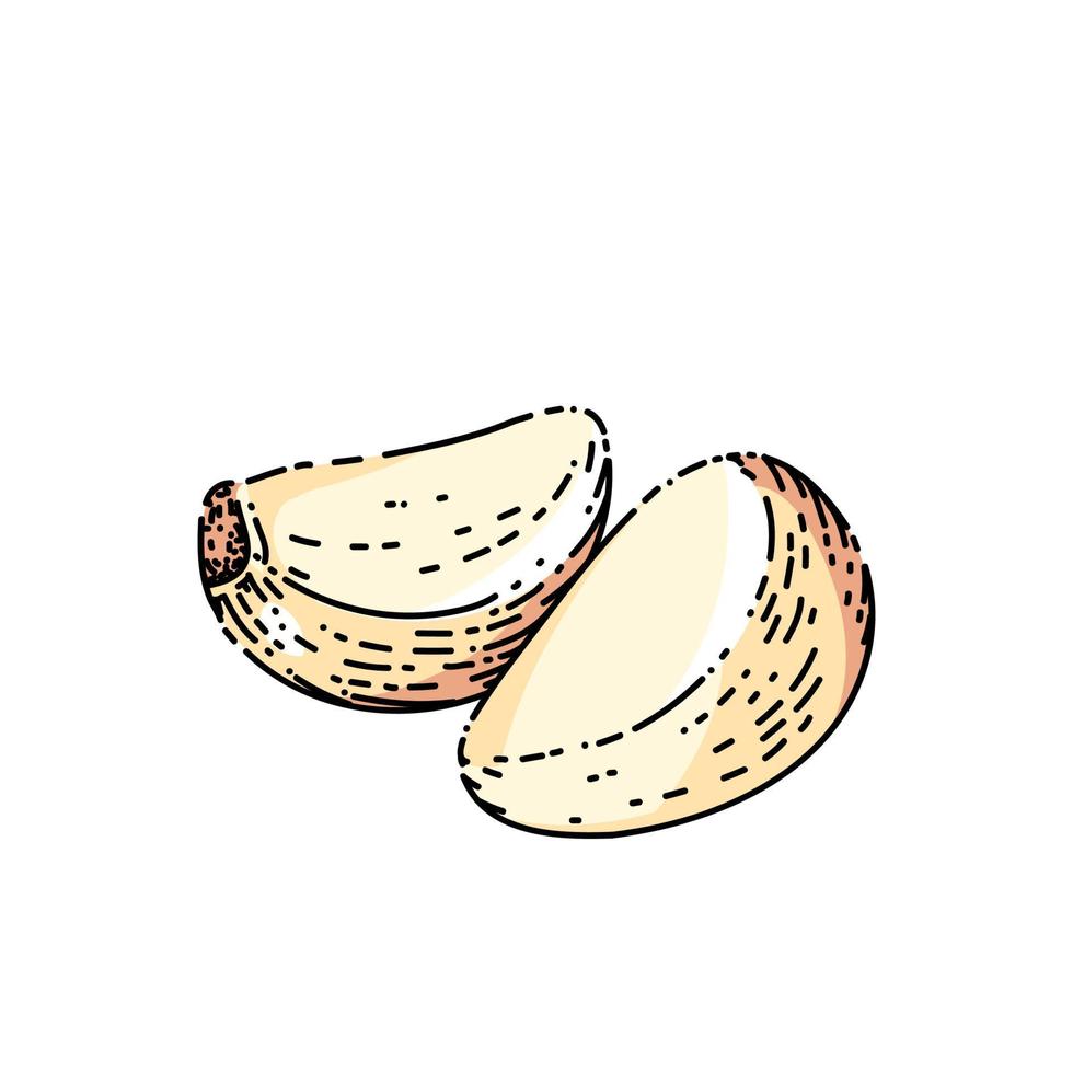 garlic cloves peeled sketch hand drawn vector 17589153 Vector Art at ... garlic cloves peeled sketch hand drawn vector 17589153 Vector Art at ...