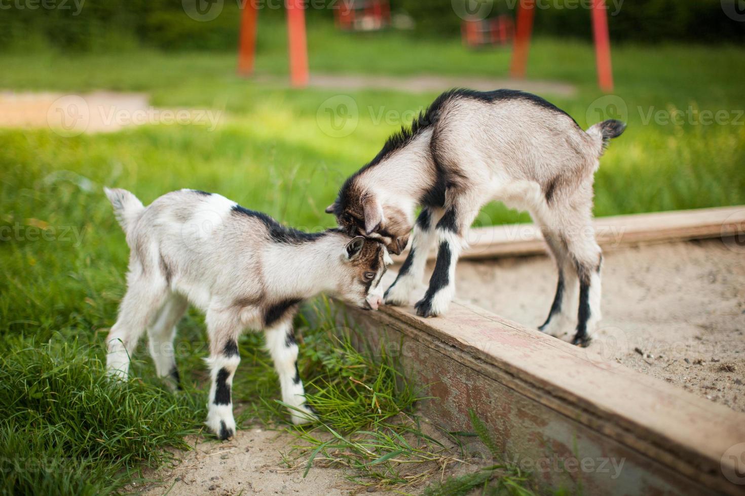 A beautiful photo of two little goats playing 17623418 Stock Photo at Vecteezy