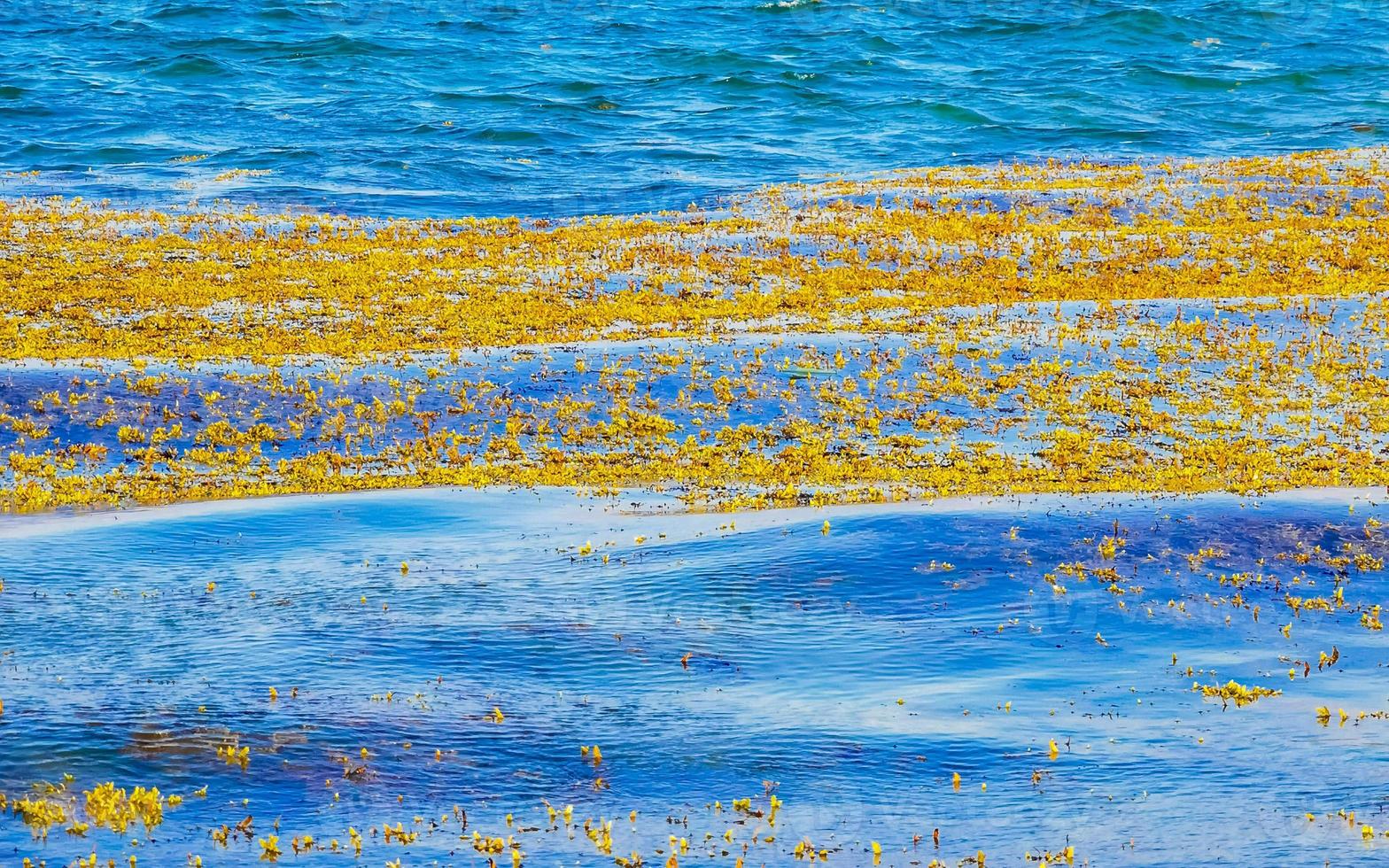 Very disgusting beach water with red seaweed sargazo Caribbean Mexico ... Very disgusting beach water with red seaweed sargazo Caribbean Mexico ...