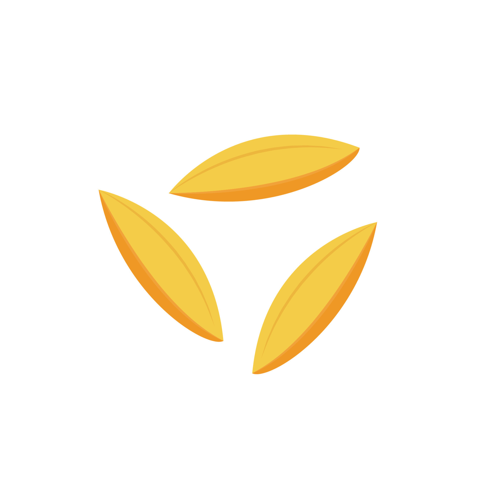 Rice seed vector. Rice seed on white background. paddy. 17673399 Vector Art at Vecteezy