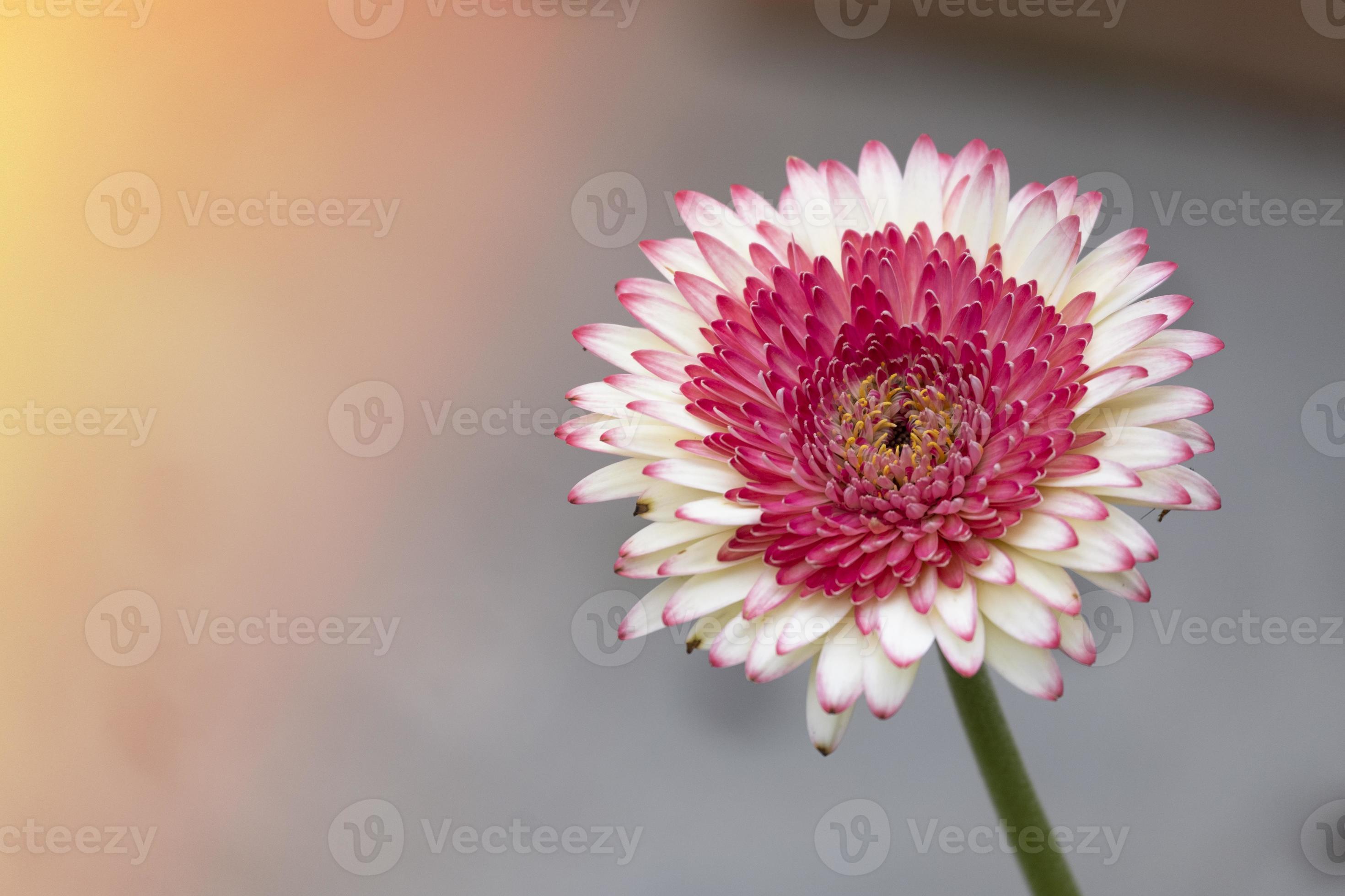 hermosa flor de gerbera blanca y rosa fresca que florece en el jardín botánico de múltiples ...
