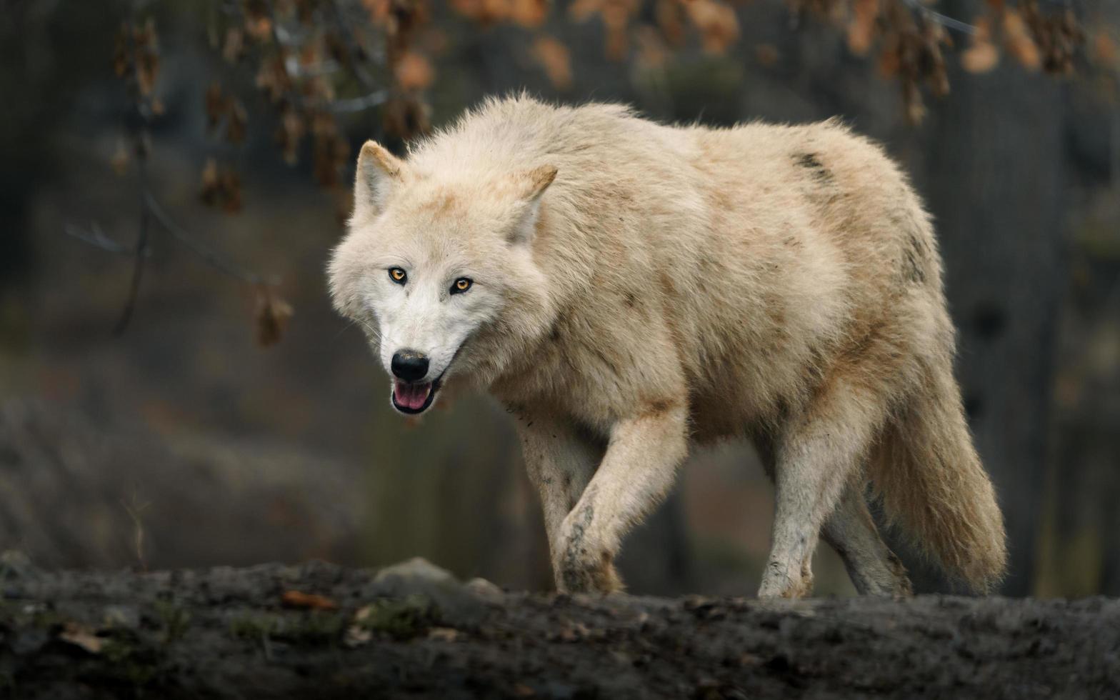 Arctic wolf in zoo 17685531 Stock Photo at Vecteezy