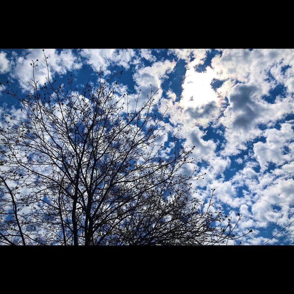 Tree Cloudy Sky 17698248 Stock Photo at Vecteezy