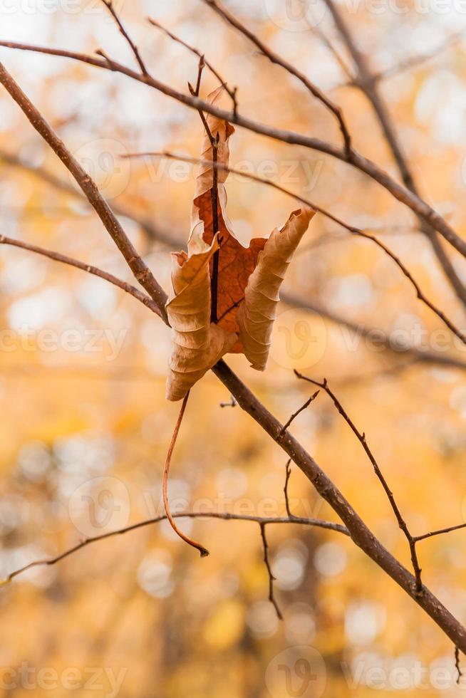 Withered autumn leaves on a tree branch 17724224 Stock Photo at Vecteezy Withered autumn leaves on a tree branch 17724224 Stock Photo at Vecteezy
