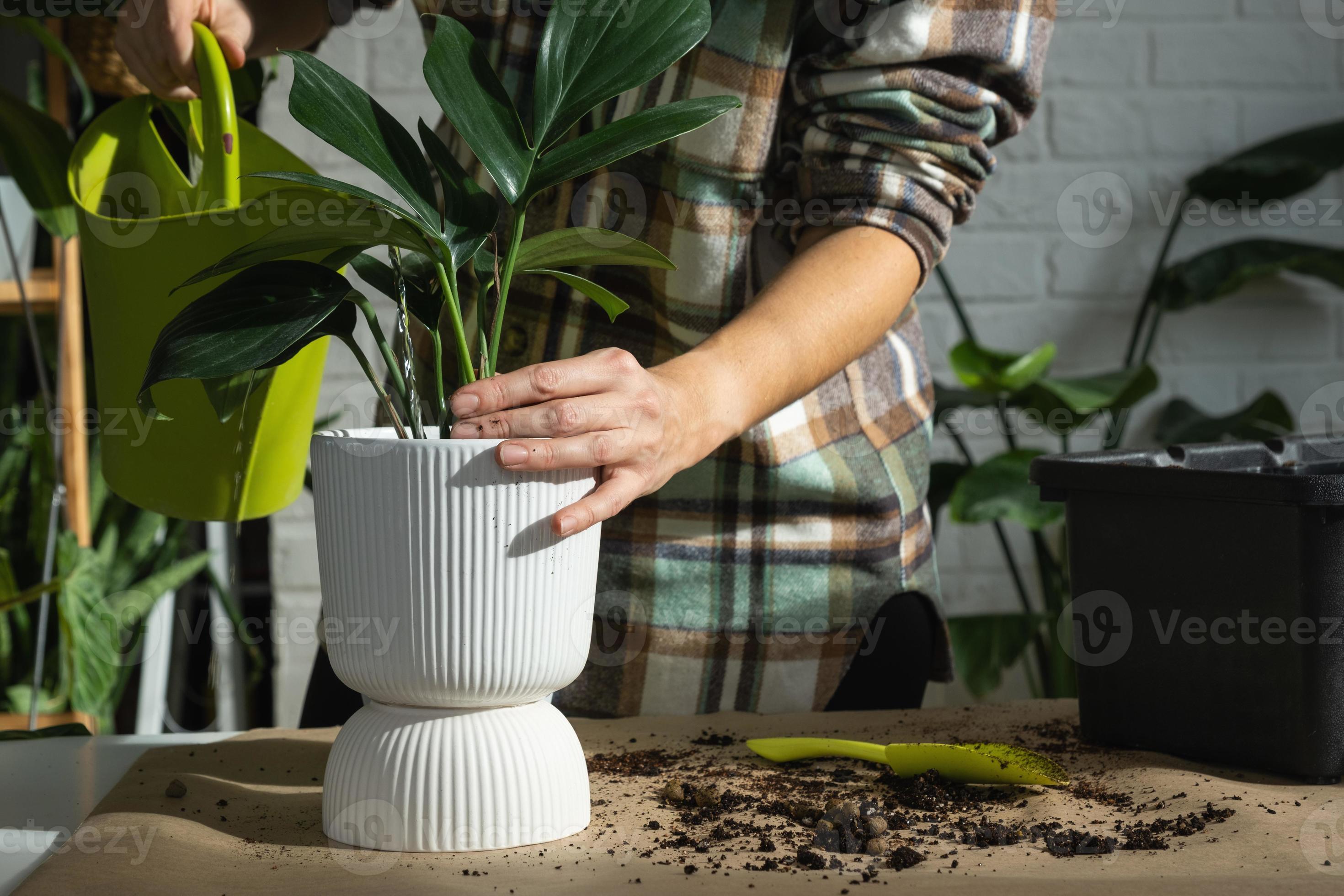 trasplantar una cola de dragón de filodendro de planta casera en una ...