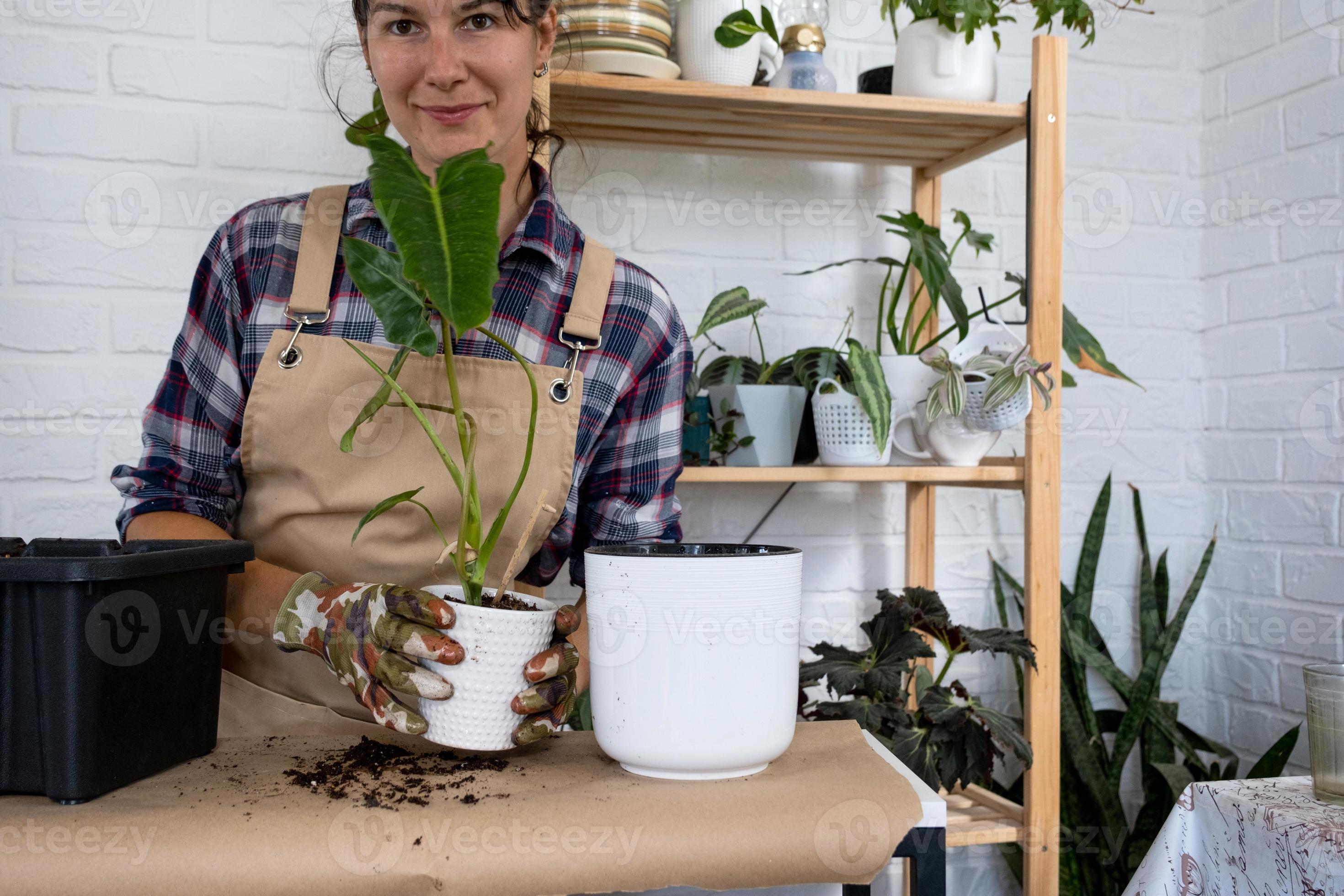 trasplantar un filodendro de una planta casera a una maceta nueva. una ...