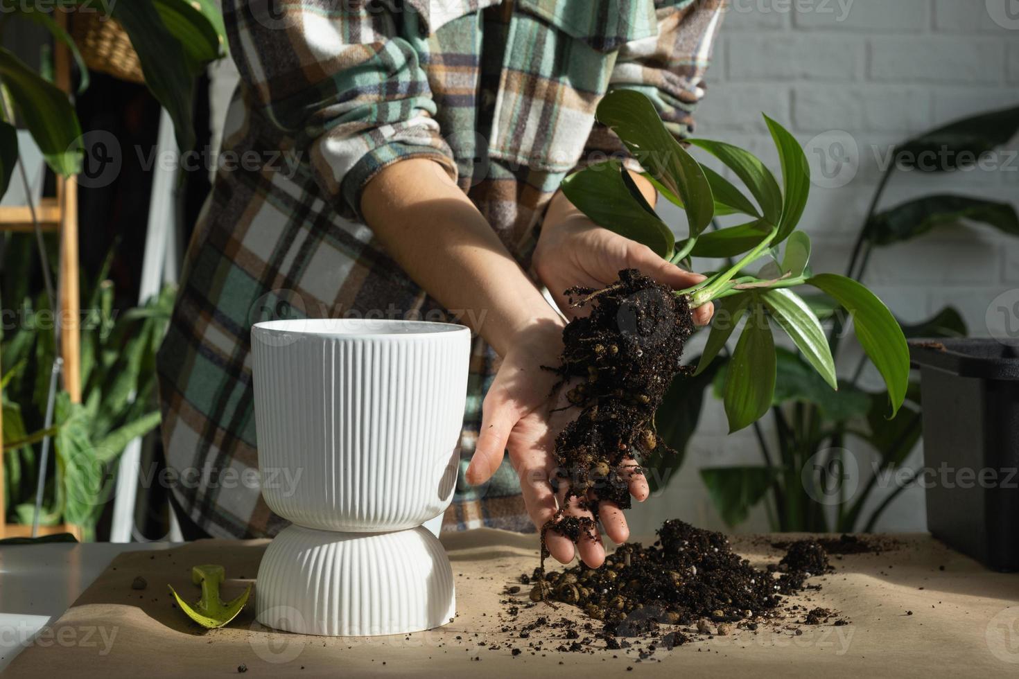 trasplantar una cola de dragón de filodendro de planta casera en una ...