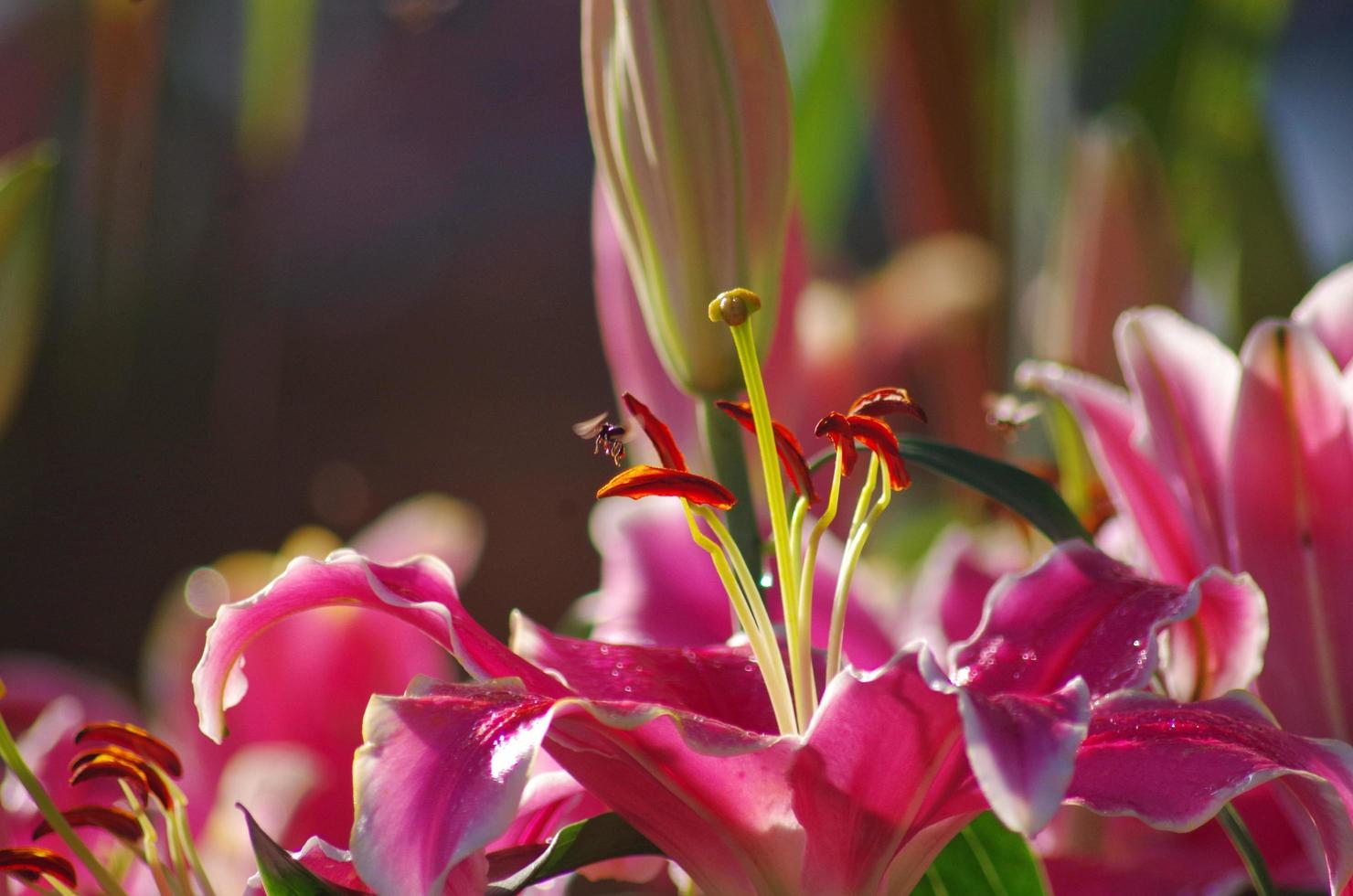 morning pink lily 17729096 Stock Photo at Vecteezy