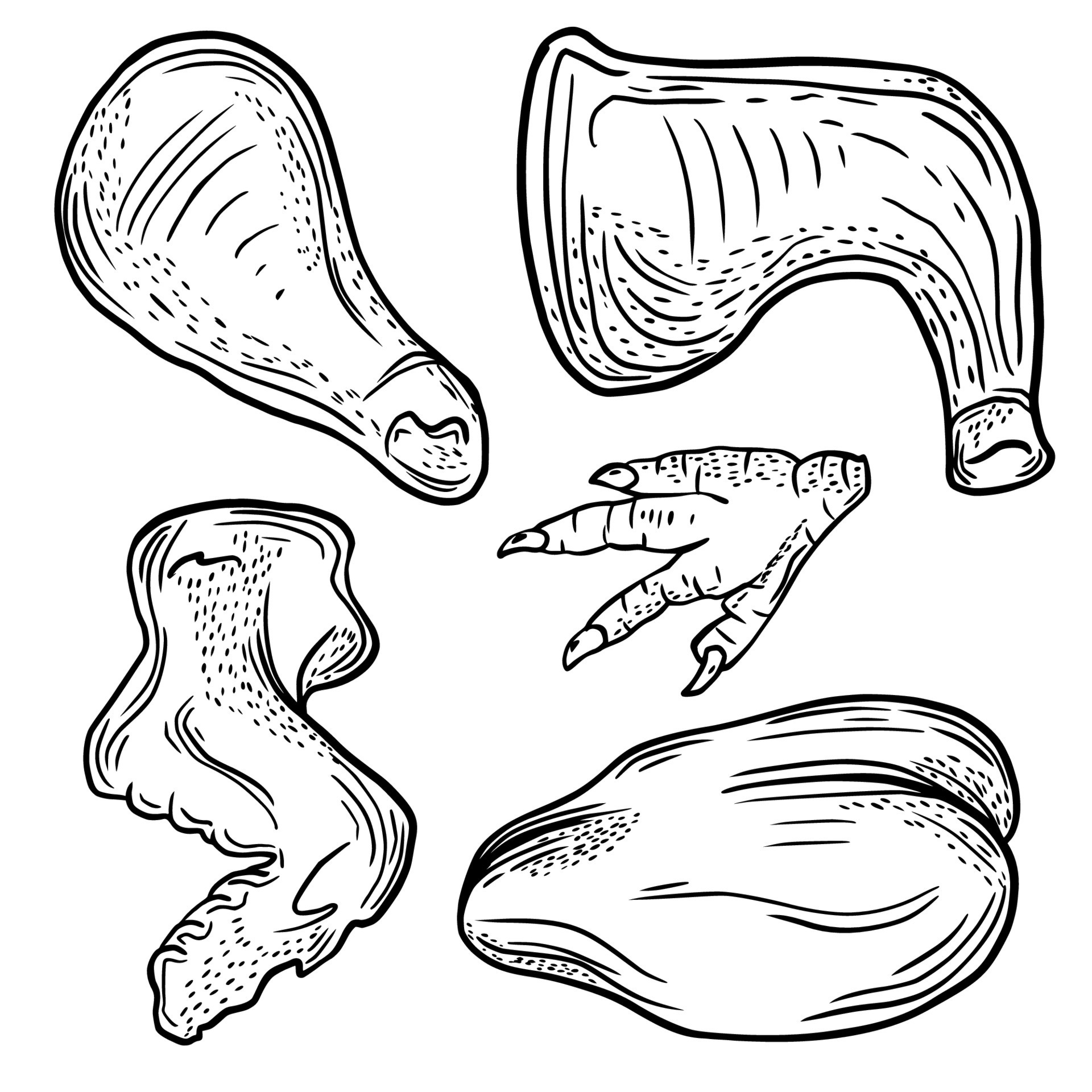 Vector Drawing Sketch Of Poultry Products Chicken Parts Leg Poultry Business Color Sketch