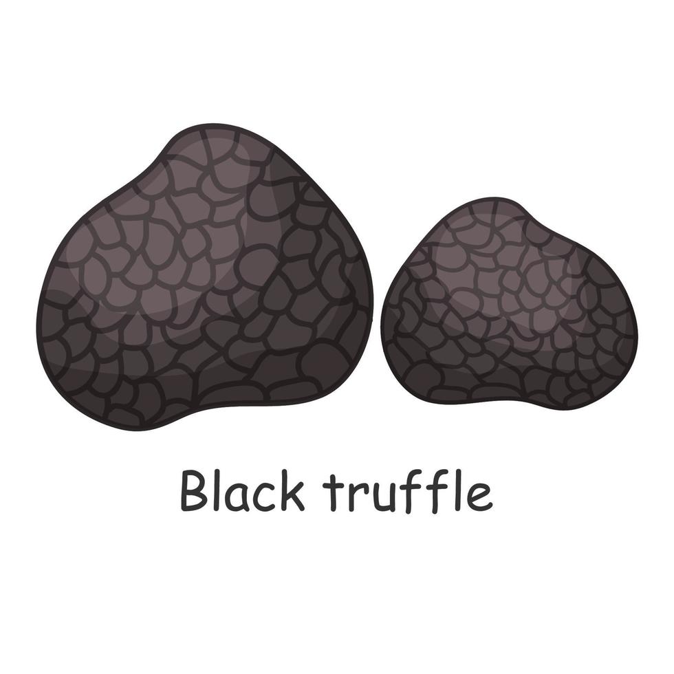Black Truffle Mushroom Isolated On White Background Forest For Your Design 17781517 Vector