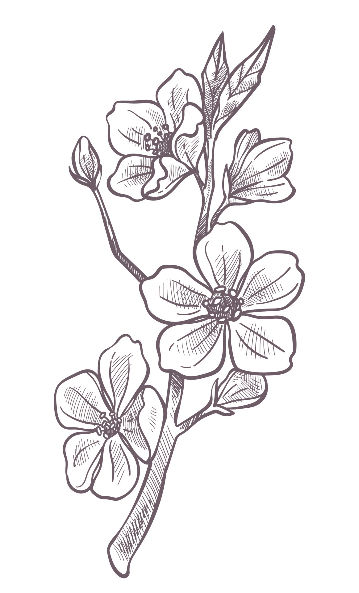 Sakura blooming, cherry blossom tree branch sketch 17794201 Vector Art ... Sakura blooming, cherry blossom tree branch sketch 17794201 Vector Art ...