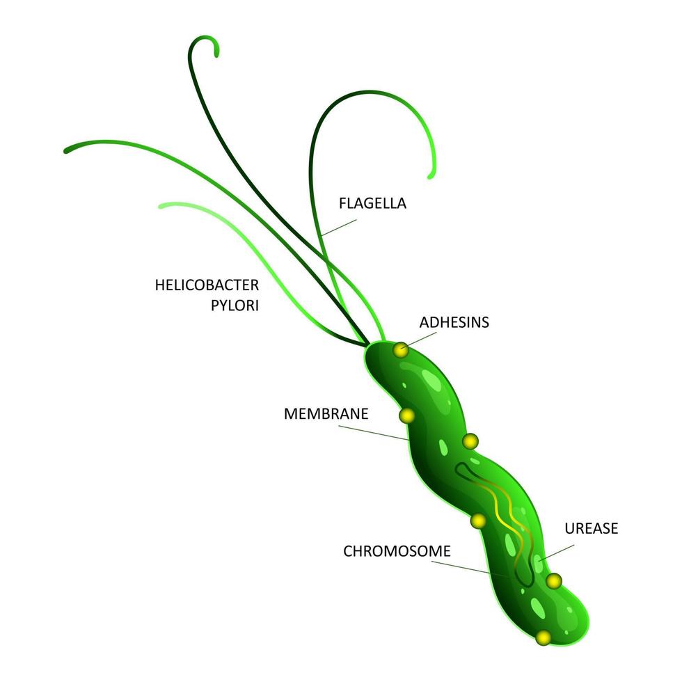 Helicobacter Pylori Cell Structure Illustration Vector Art At The
