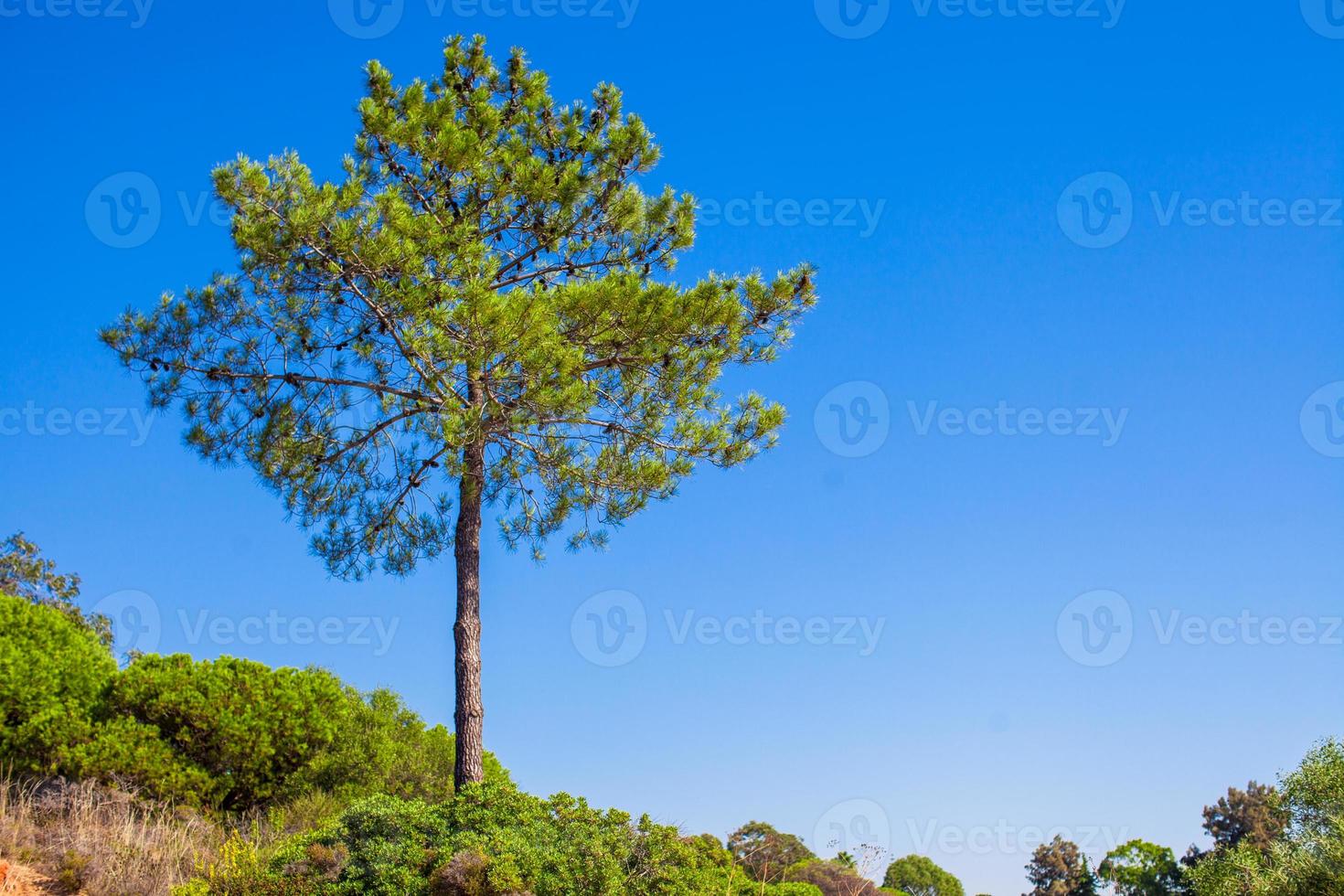 Big green tree on background blue sky 18019242 Stock Photo at Vecteezy